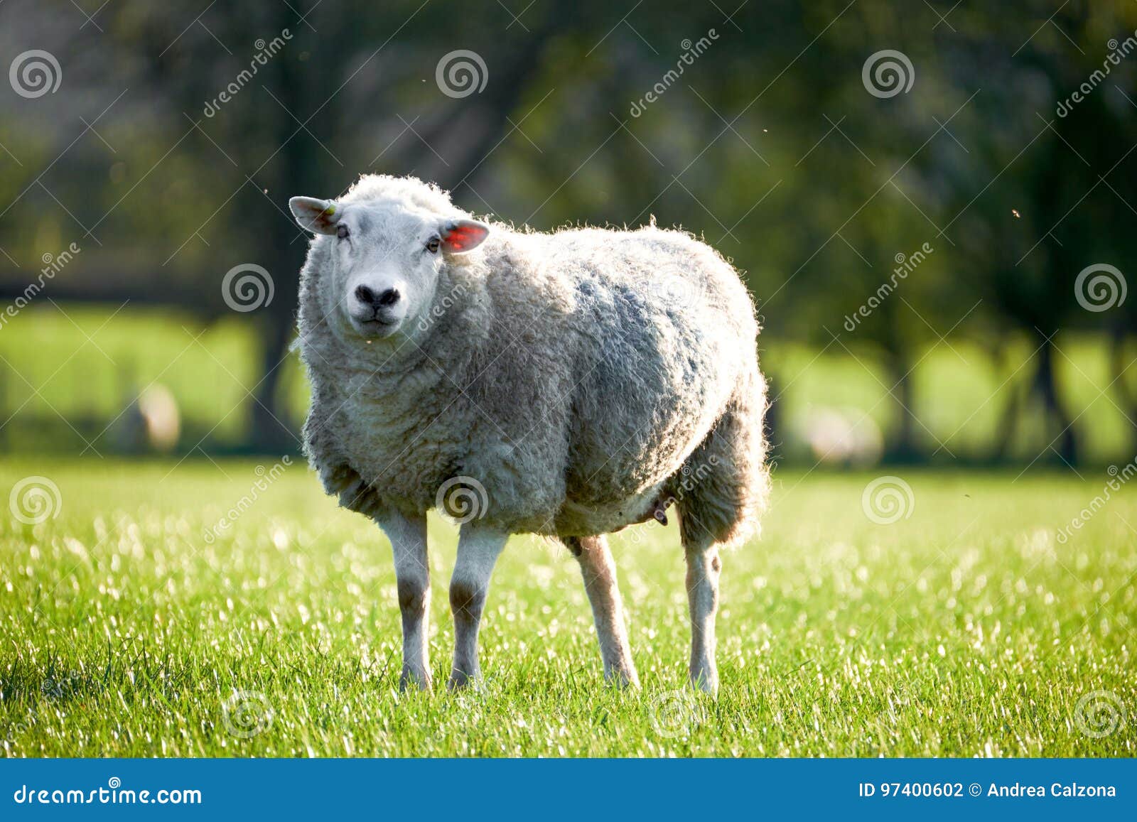 Welsh Sheeps in Brecon Beacons National Park Stock Photo - Image of ...