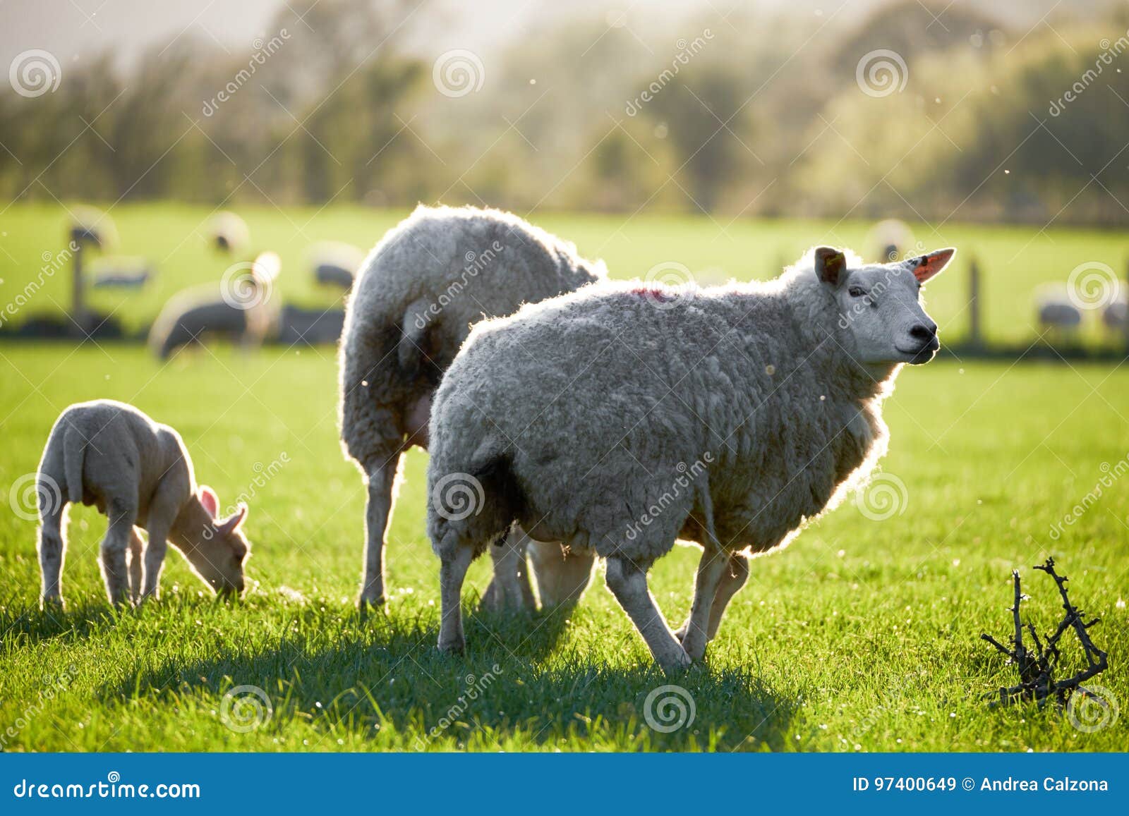 Welsh Sheeps in Brecon Beacons National Park Stock Image - Image of ...