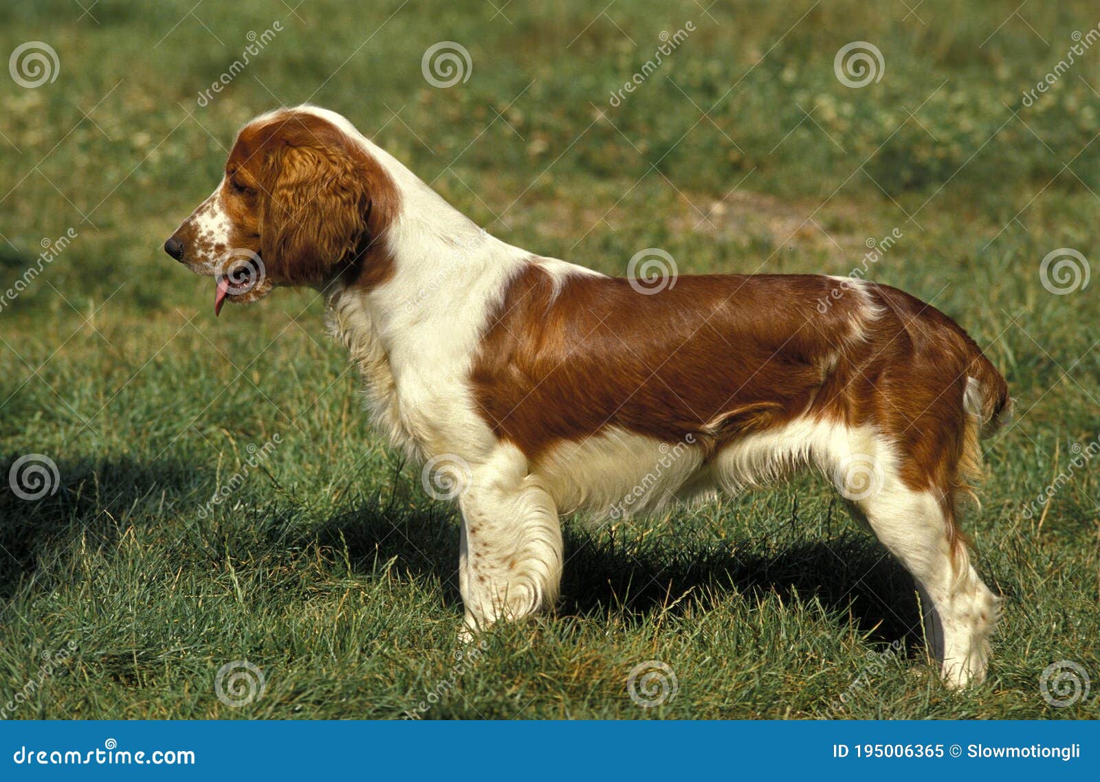 WELSH SPRINGER SPANIEL, ADULT Stock Image - Image of pets, canis: 195006365