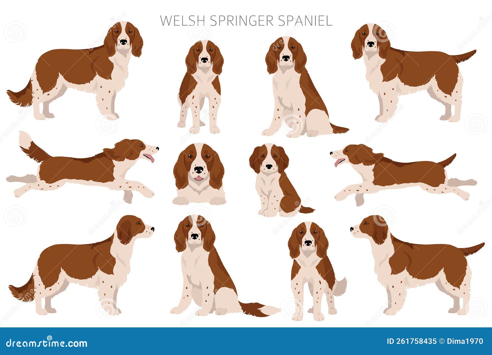 Welsh Springer Spaniel Clipart. Different Poses, Coat Colors Set Stock ...