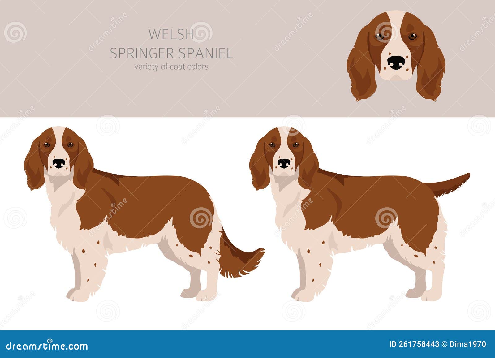 Welsh Springer Spaniel Clipart. Different Poses, Coat Colors Set Stock ...