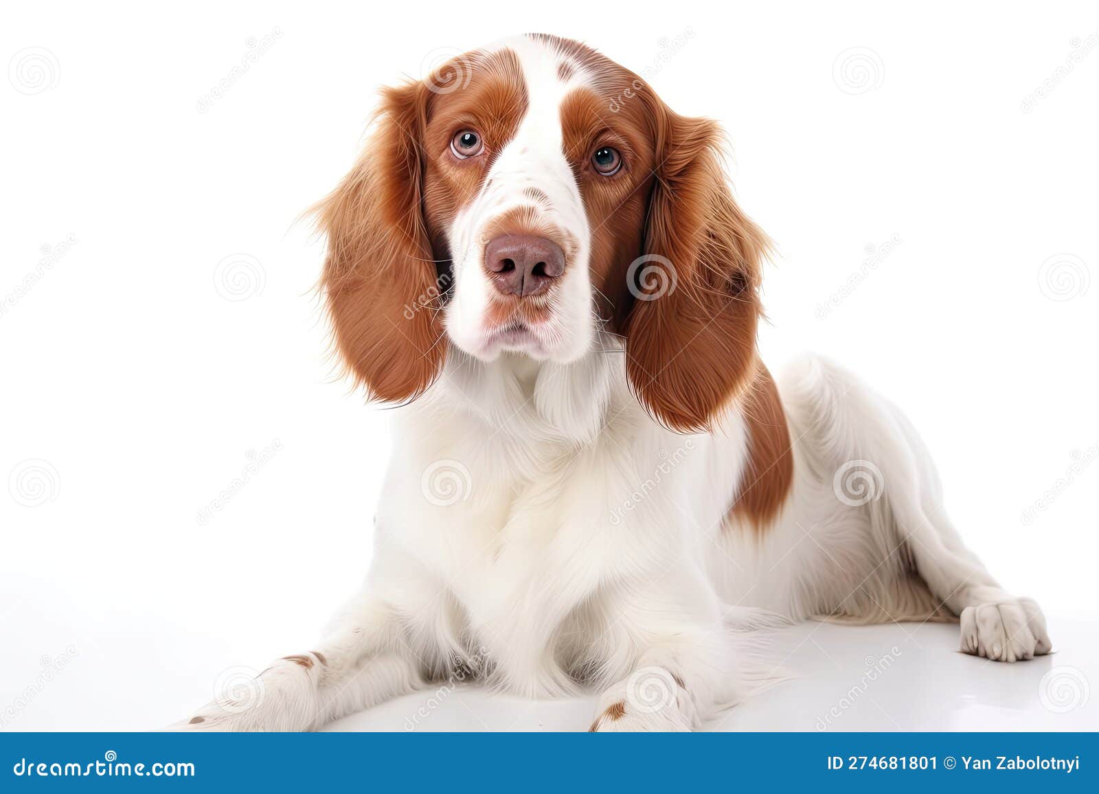Welsh Springer Spaniel Dog on White Background. Generative AI Stock ...