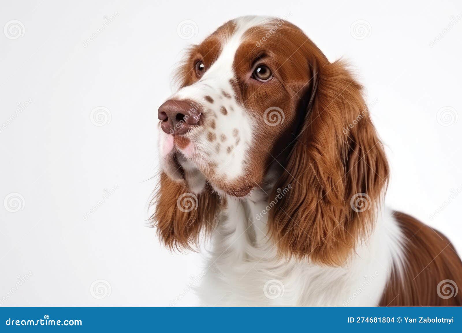 Welsh Springer Spaniel Dog on White Background. Generative AI Stock ...