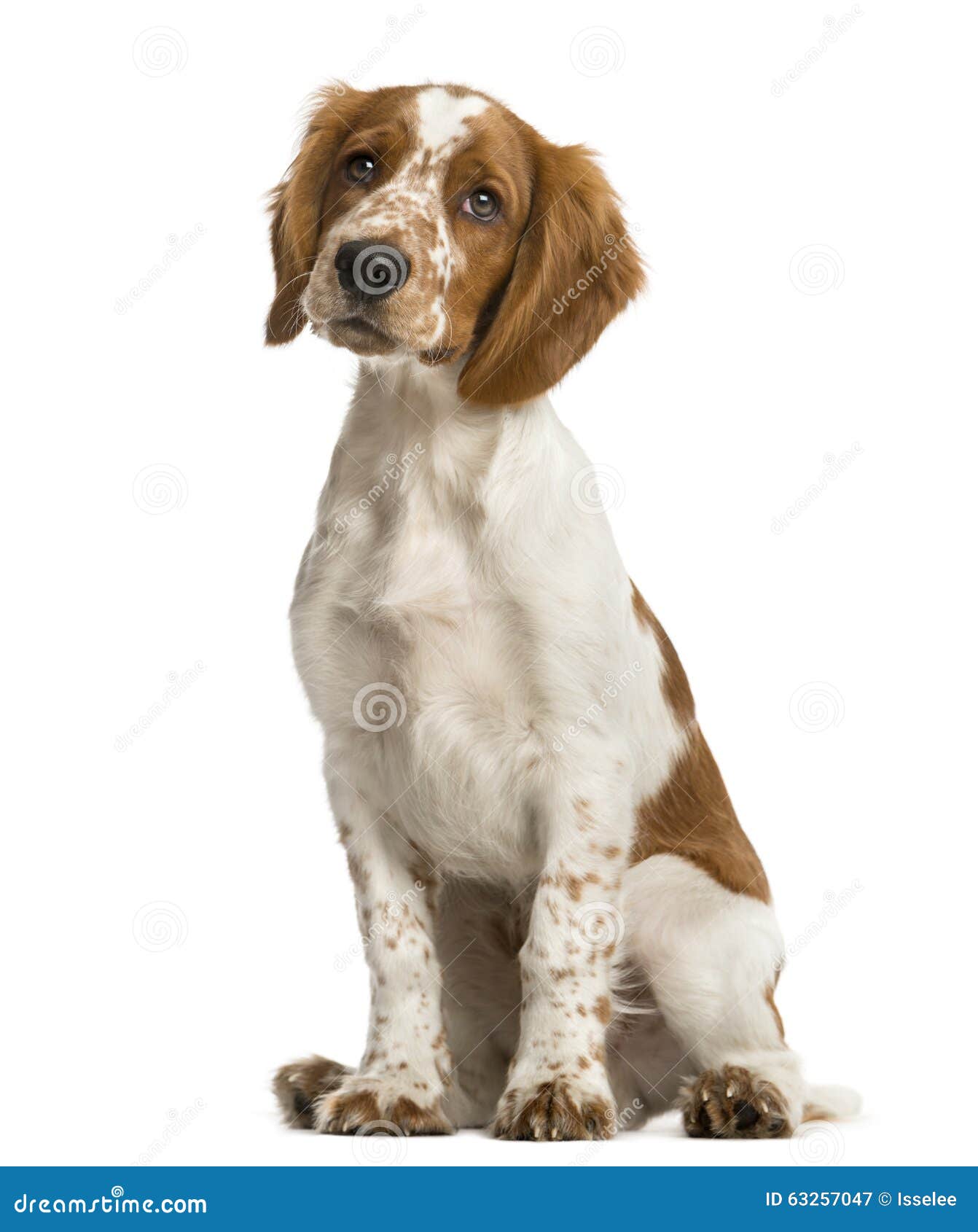 Spaniel Dog Sitting Under Marple Tree On The Ground Full Of Dried ...
