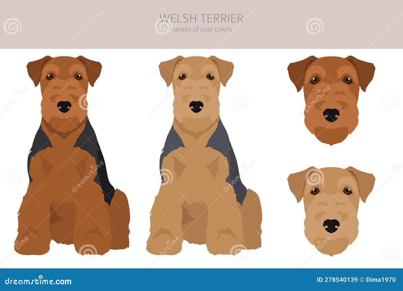 Welsh Terrier Clipart. Different Poses, Coat Colors Set Stock Vector ...
