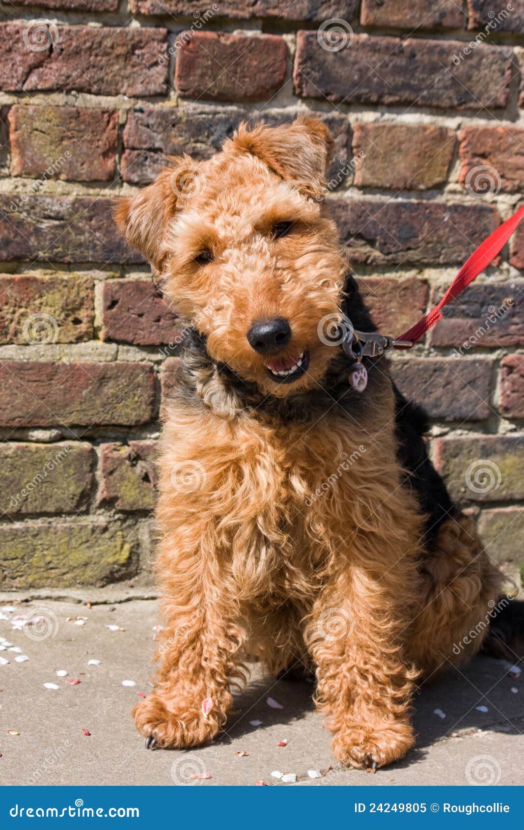 Cute Welsh Terrier Puppies