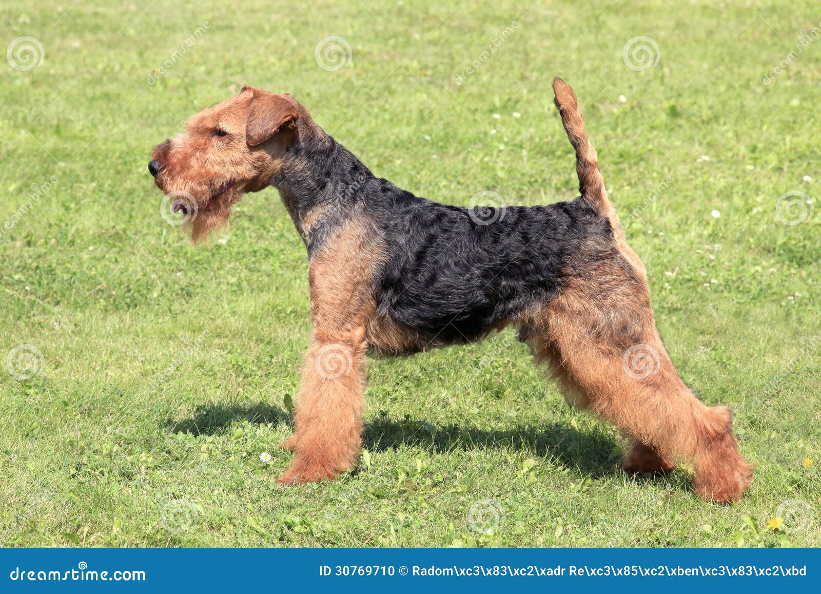 Welsh Terrier dog stock photo. Image of welsh, details - 30769710