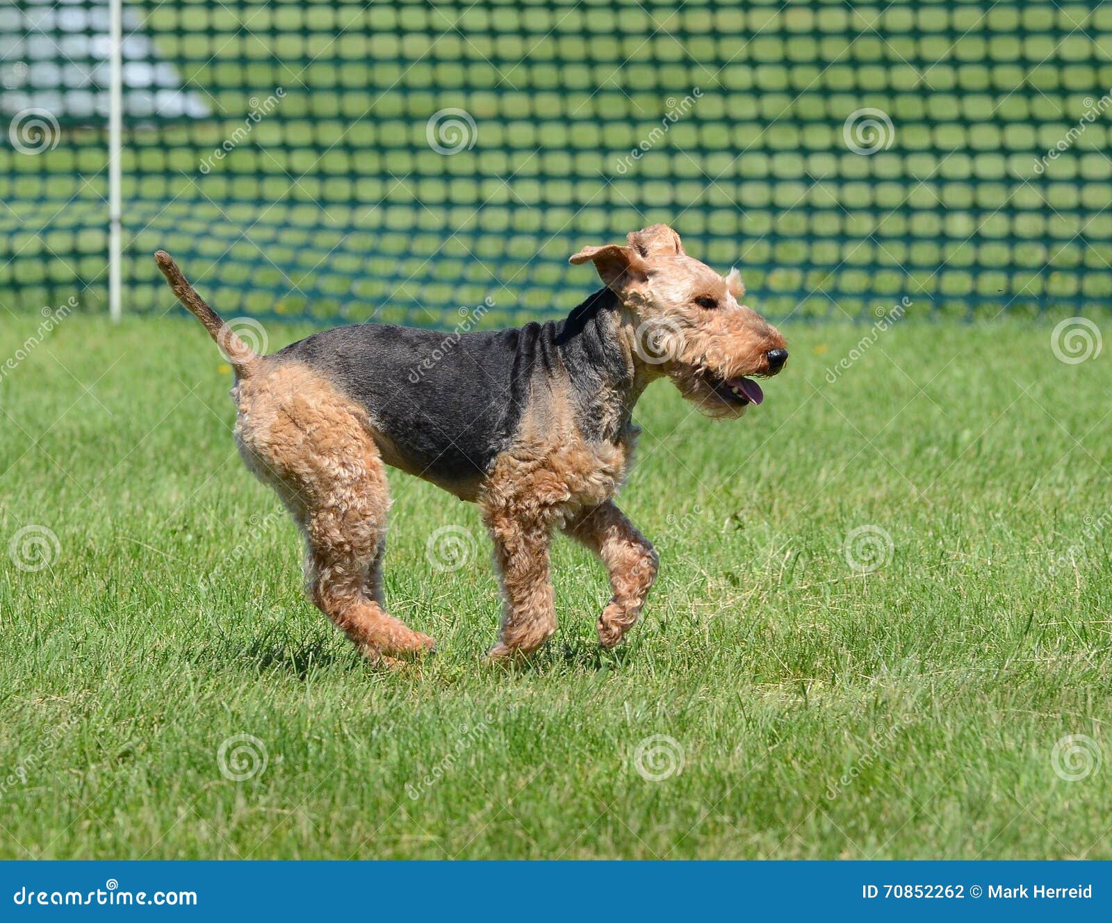Welsh Terrier Running stock photo. Image of runs, canine - 70852262