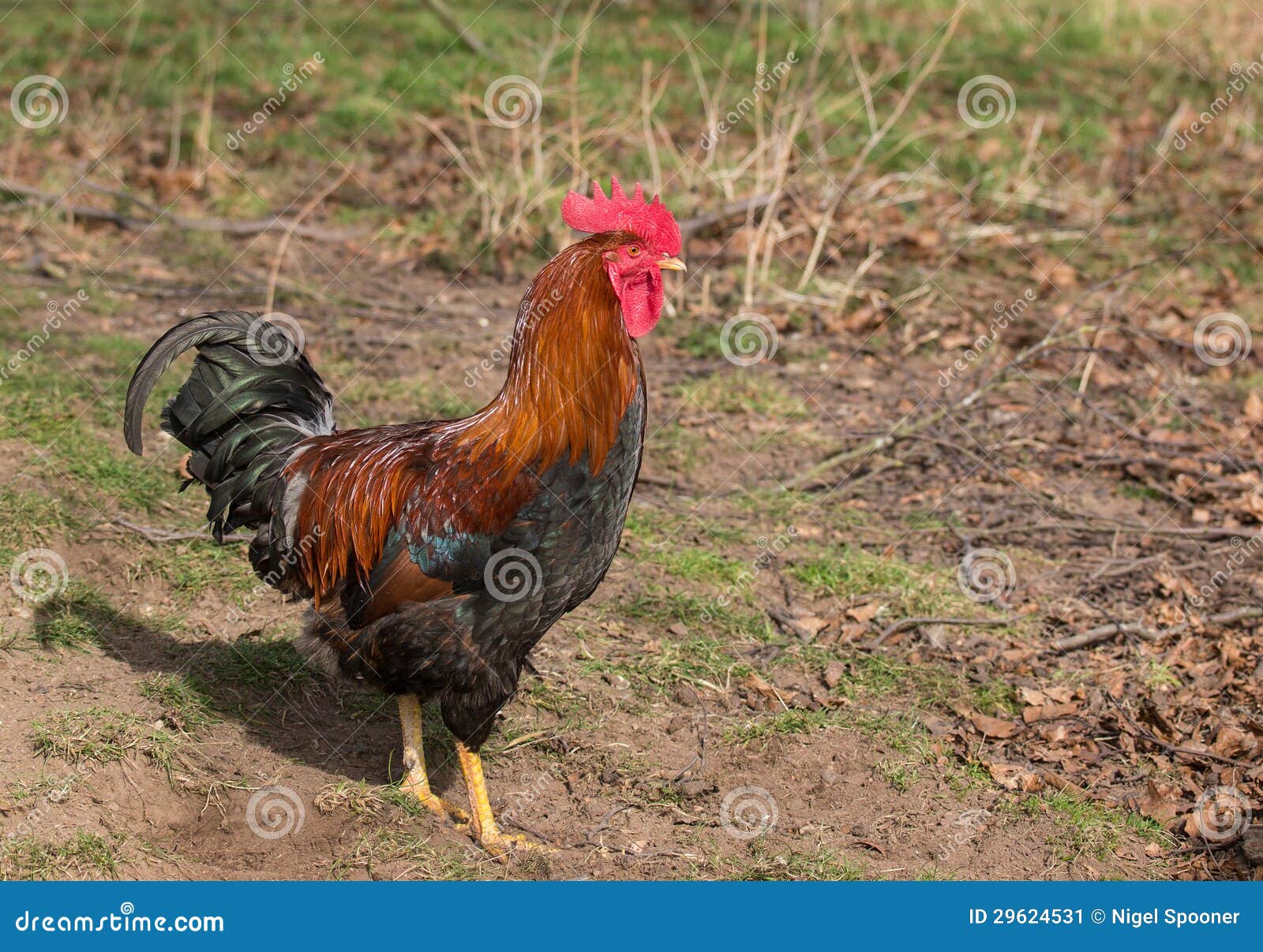 Welsummer cockerel stock image. Image of poultry, farm - 29624531