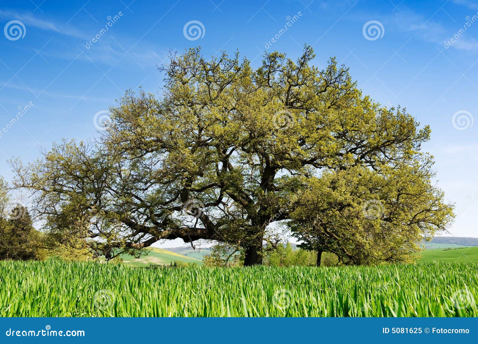 Weltlicher Eichenbaum stockbild. Bild von klima, feld - 5081625