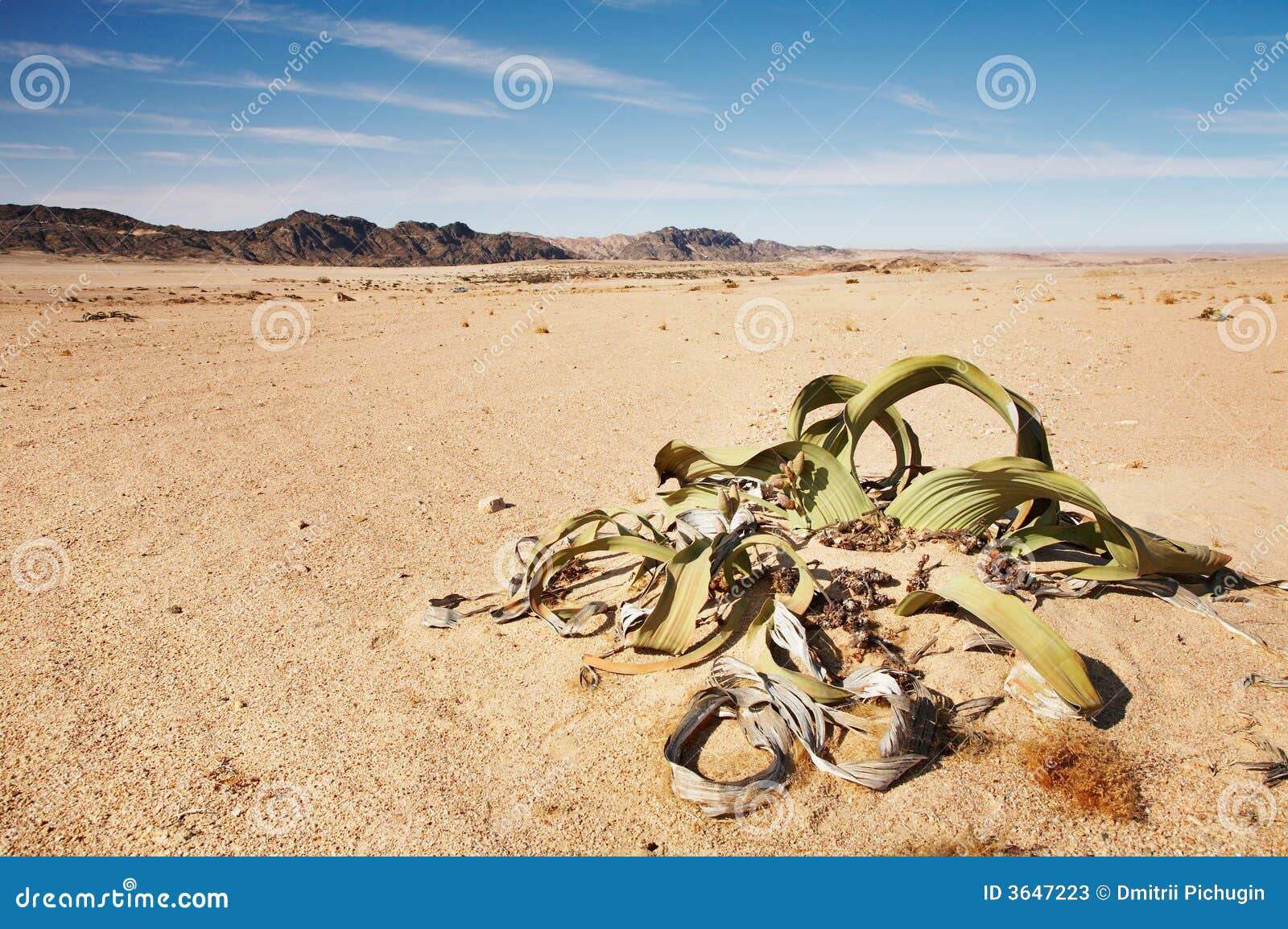 Welwitschia Mirabilis stock image. Image of dune, land - 3647223