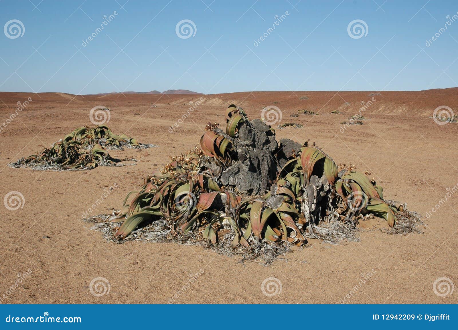 Welwitschia Plants, Namibia Stock Image - Image of namibia, plants ...