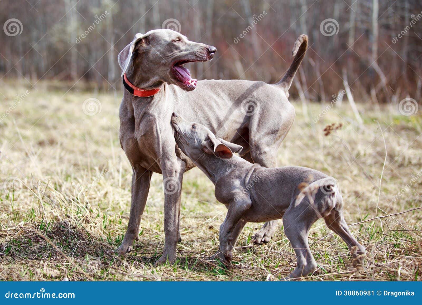 Wemaraner stock image. Image of weimaraner, field, puppy - 30860981