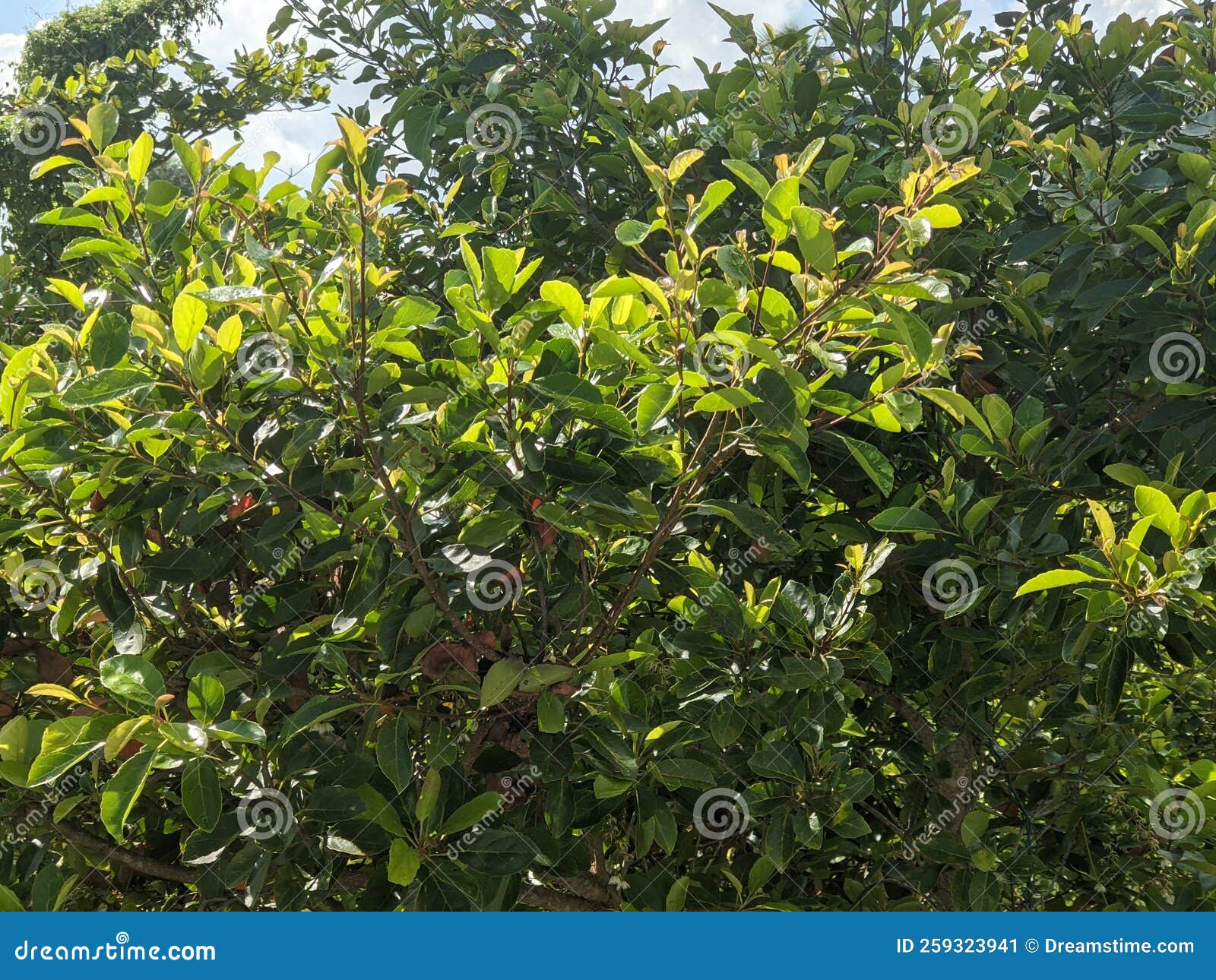 Weralu Tree at a Tropical Rain Forest Stock Image - Image of fruit ...