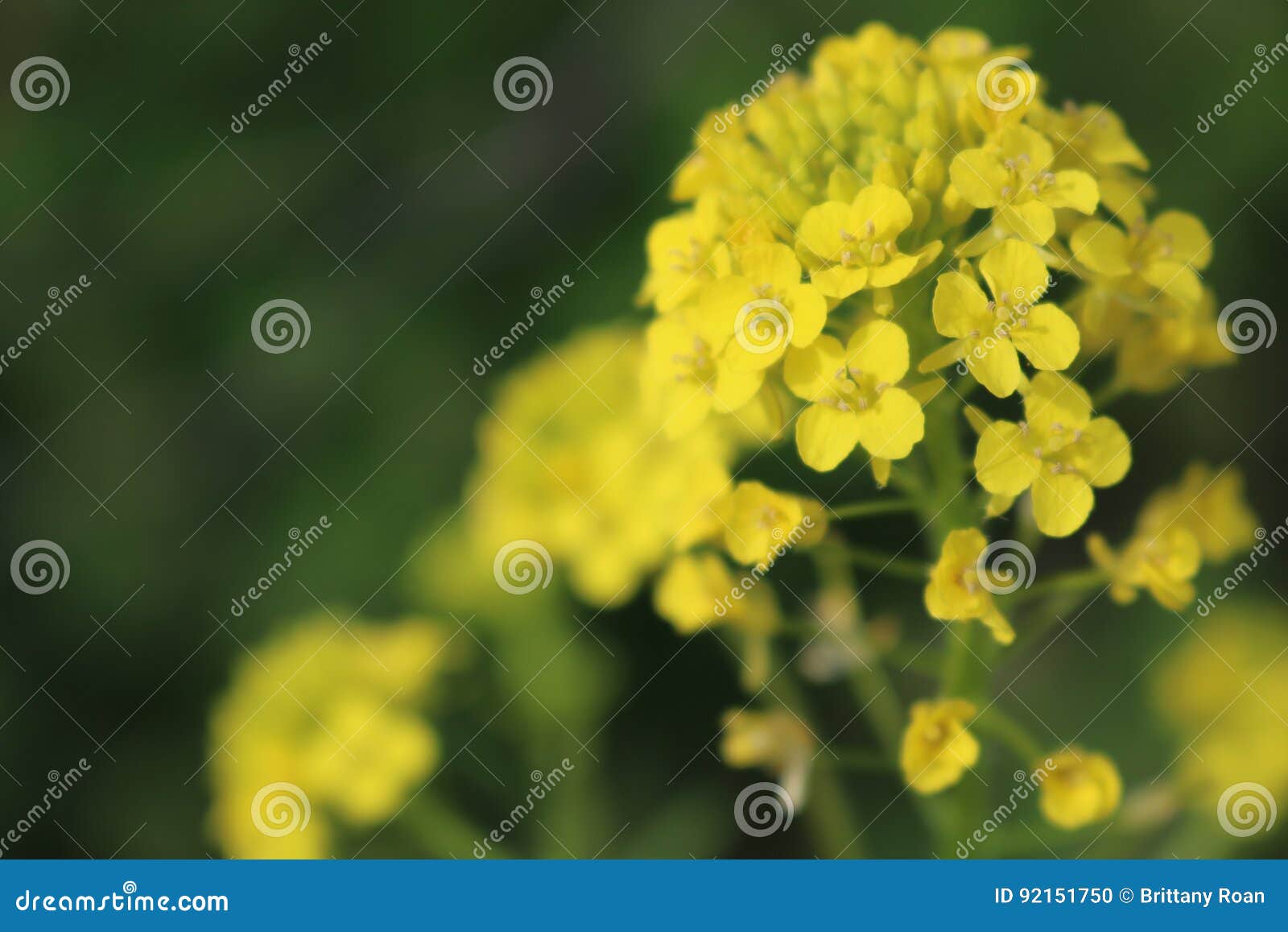 And they Were Called Yellow Stock Photo - Image of weed, yellow: 92151750