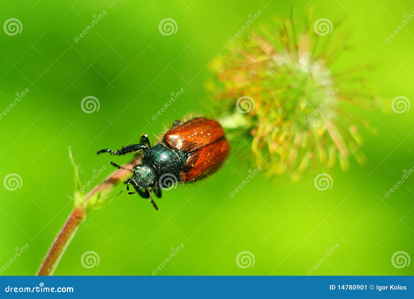 Wereld van insecten stock afbeelding. Image of organisme - 14780901