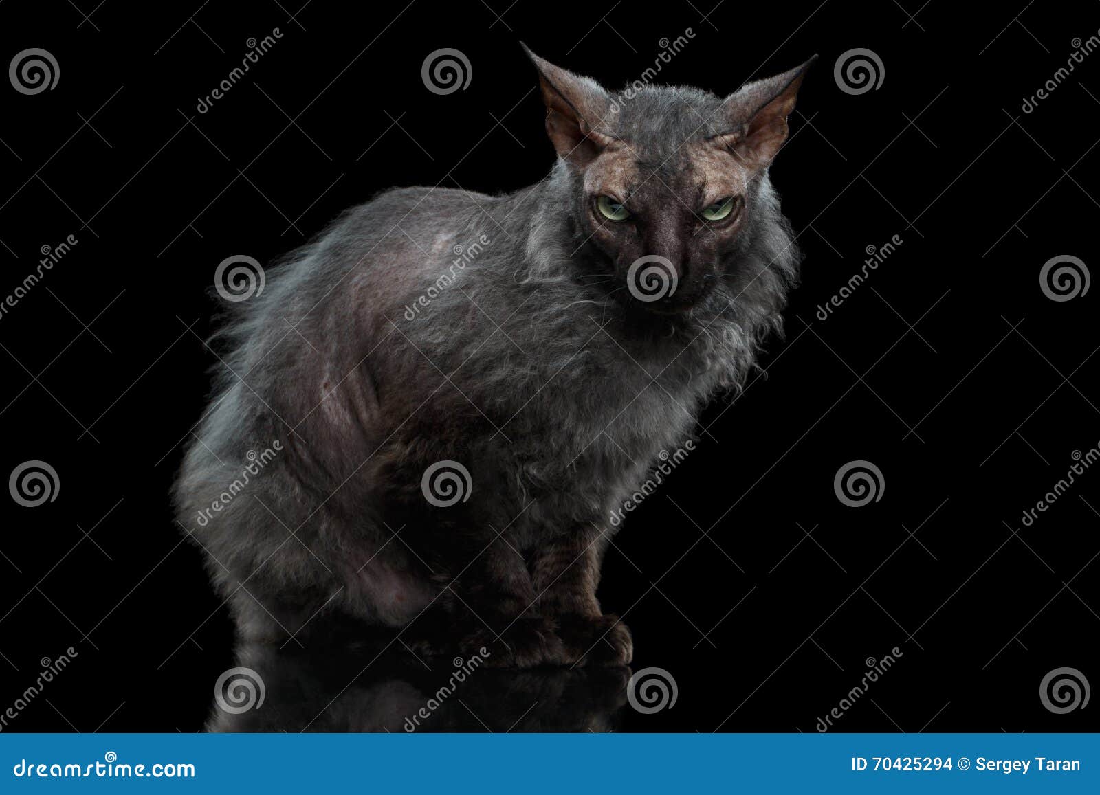 Werewolf Sphynx Cat Angry Looking in Camera Black Stock Photo - Image ...
