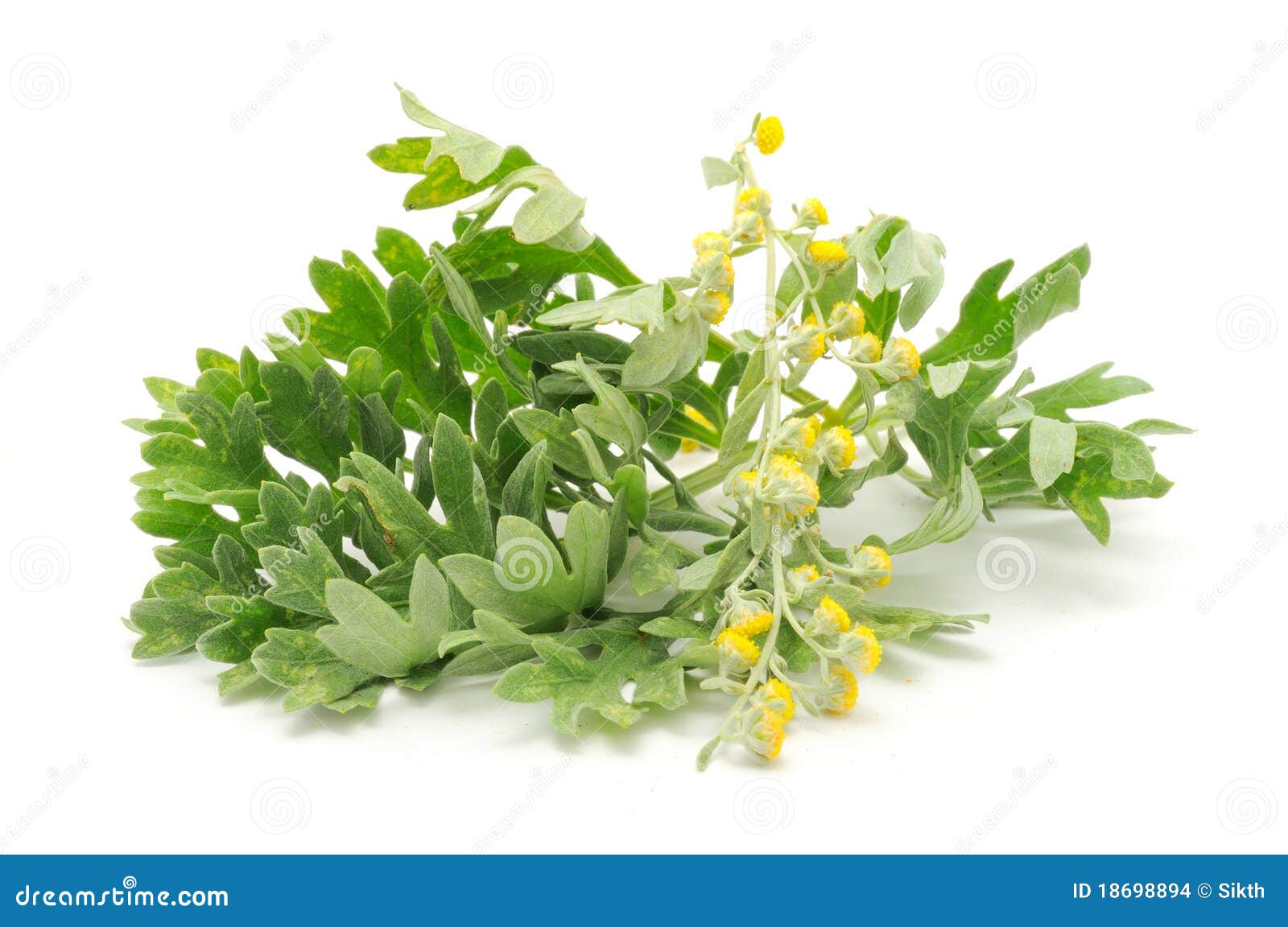 Wermut Auf Weißem Hintergrund Stockfoto - Bild von botanik, geläufig ...