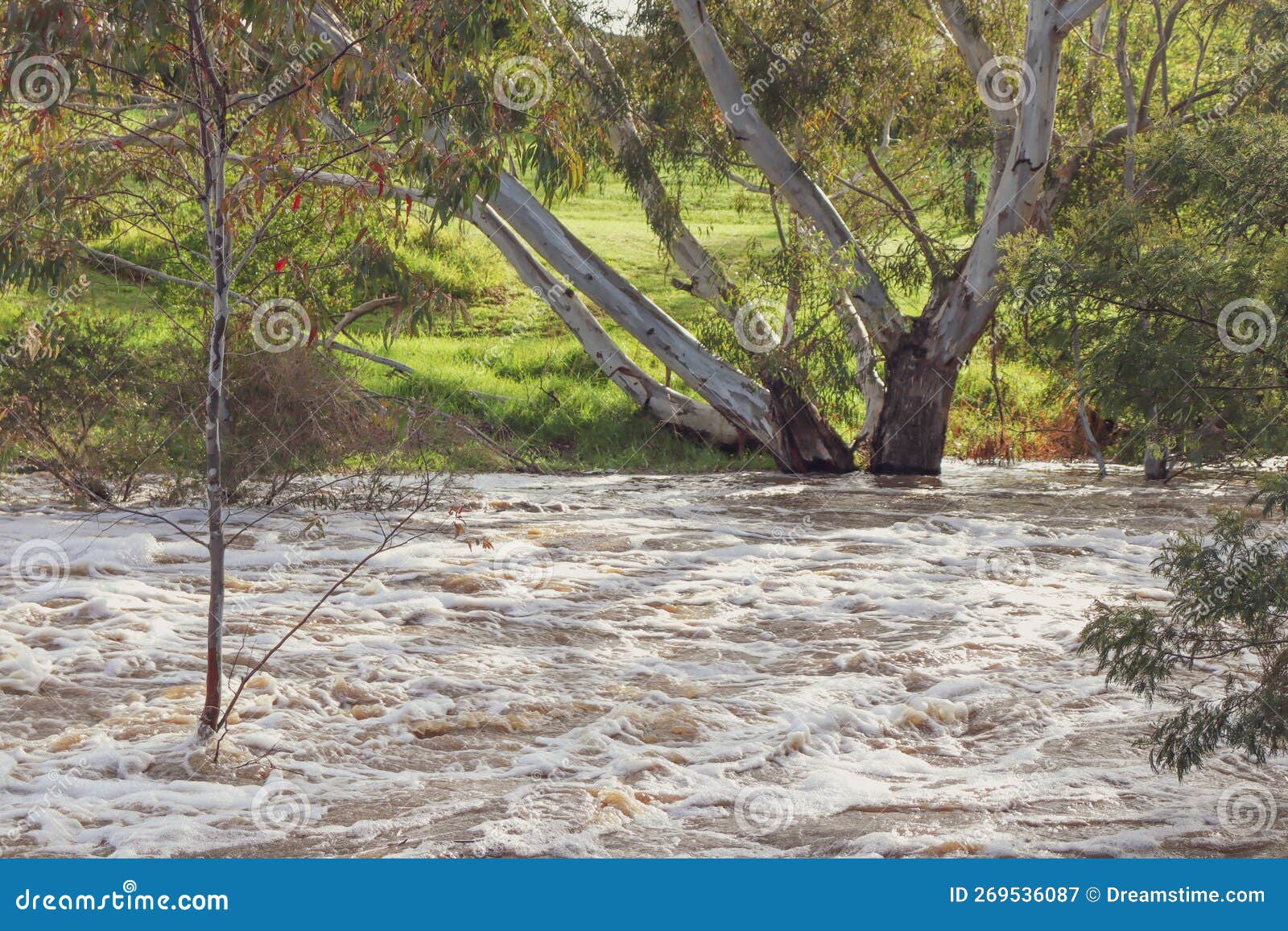 Werribee River Overflowing and Flooding in a Forest Stock Image - Image ...