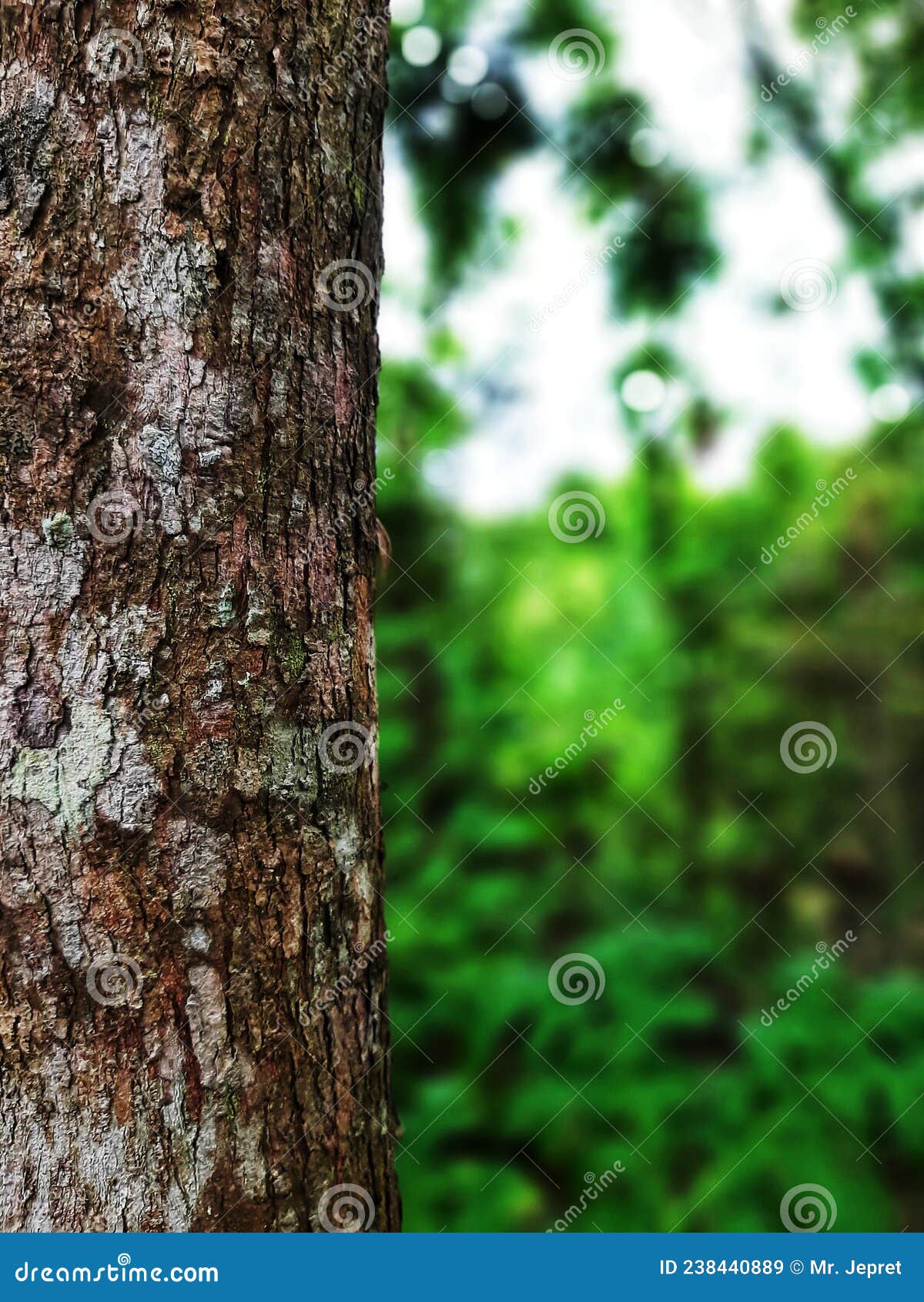 Weru Tree. Broad and Tall Leaves. Grows in Temperate Plains Stock Image ...