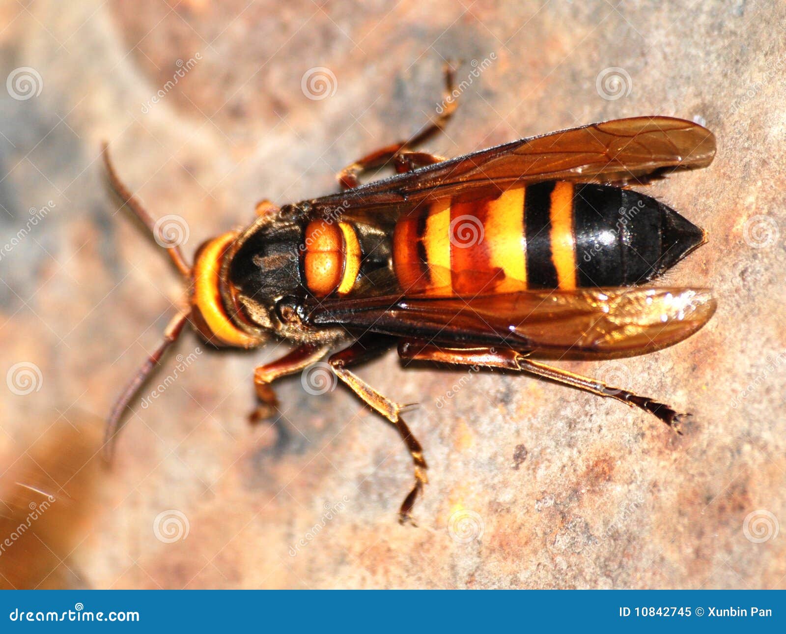 Wesp stock afbeelding. Image of blad, hoorntje, derivaat - 10842745