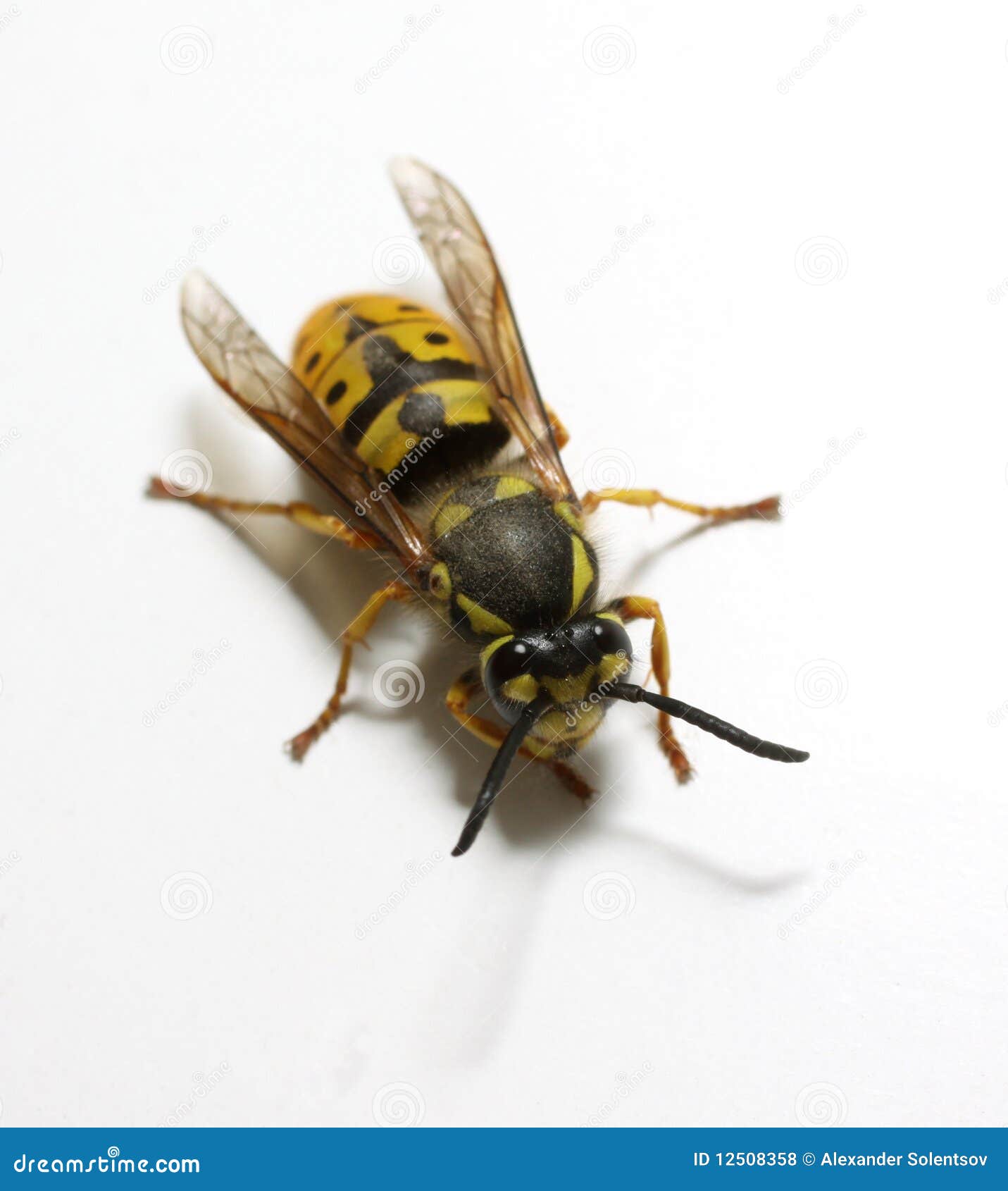 Wesp stock foto. Image of macro, sluit, dieren, één, geïsoleerd - 12508358