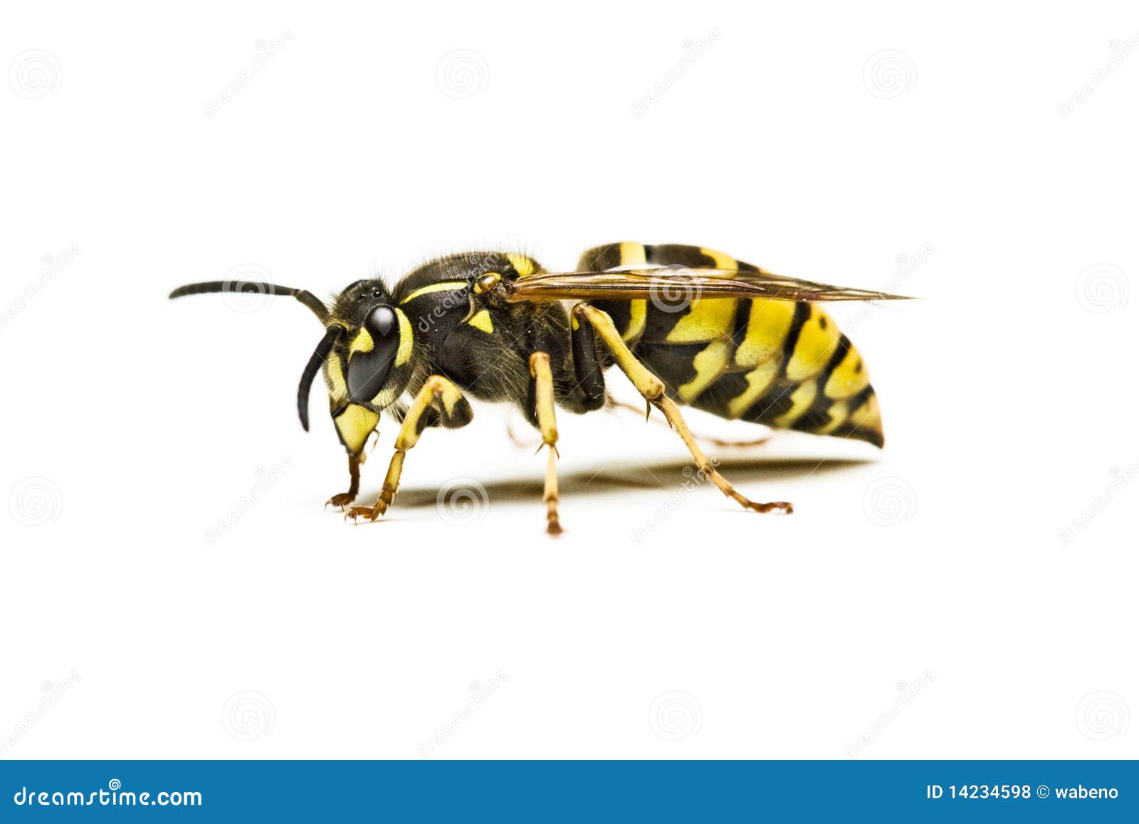 Wesp stock foto. Image of hoorntje, steek, rust, achtergrond - 14234598