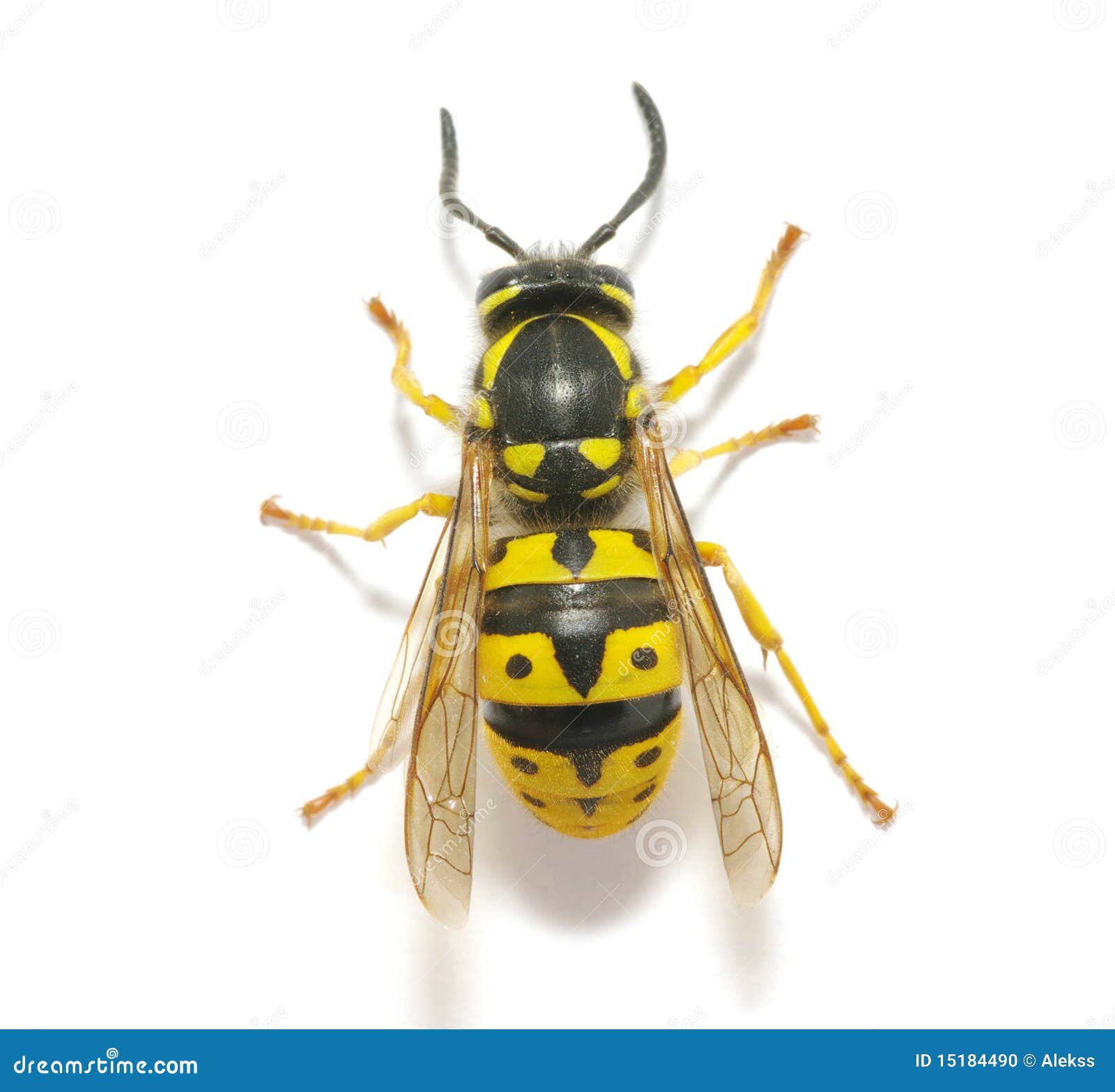 Wesp stock foto. Image of scherp, hoorntje, vlieg, macro - 15184490