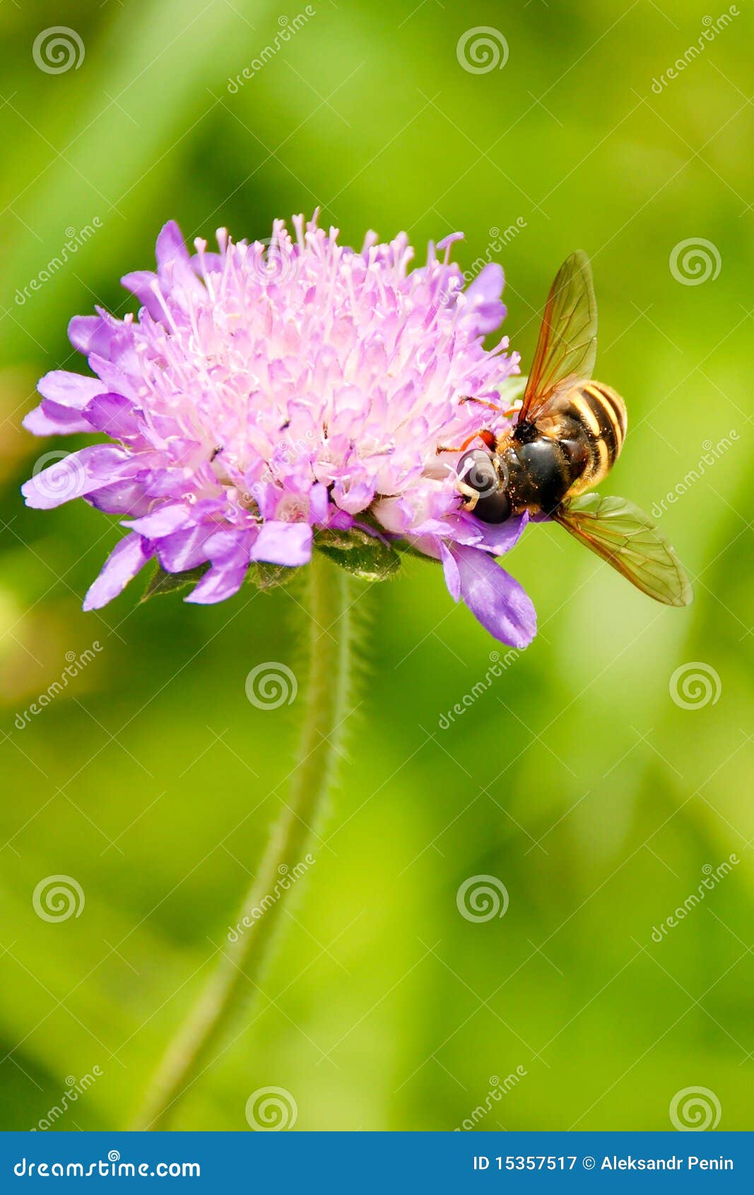 Wesp stock afbeelding. Image of wesp, nectar, insect - 15357517