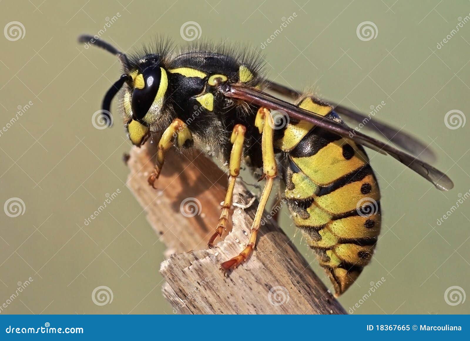 Wesp stock afbeelding. Image of gezoem, vleugels, wesp - 18367665
