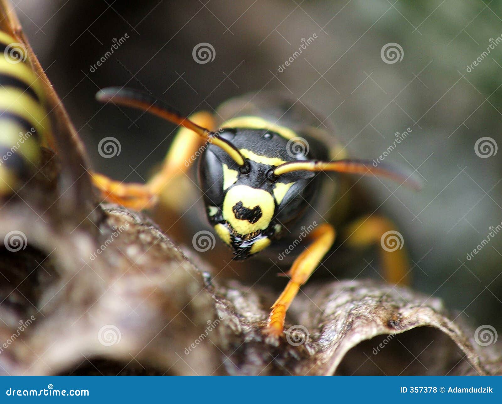 WESP stock foto. Image of hoorntje, steek, voeler, klarend - 357378