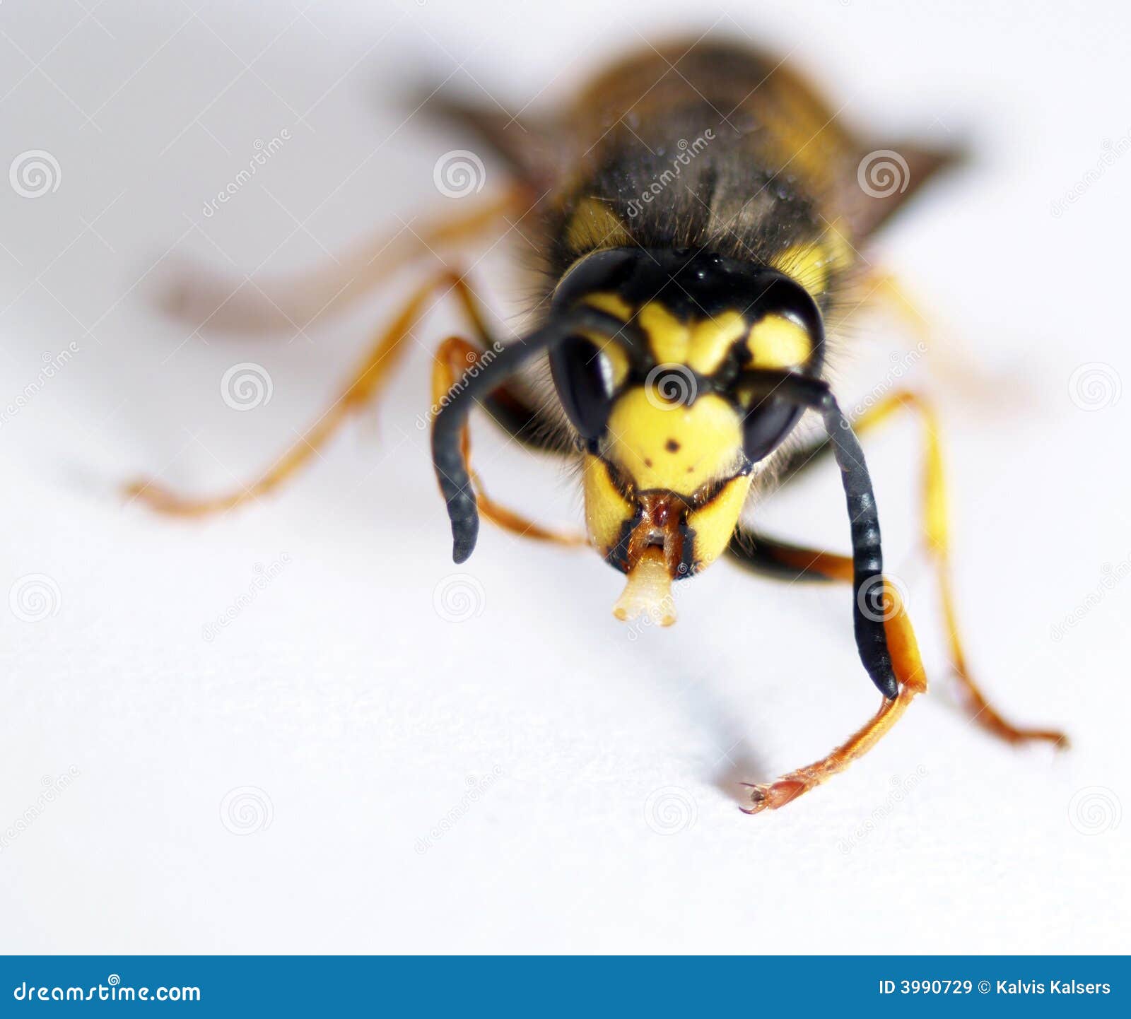 Wesp stock afbeelding. Image of rust, gestoken, verdedig - 3990729