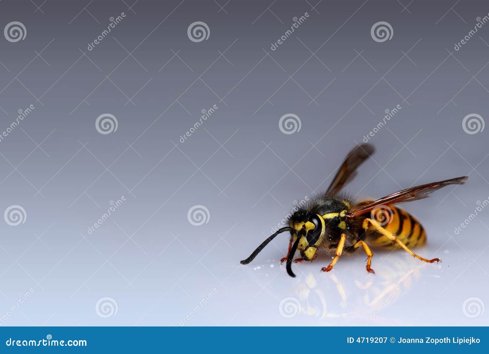 Wesp stock afbeelding. Image of buiten, pedaal, nave, insect - 4719207