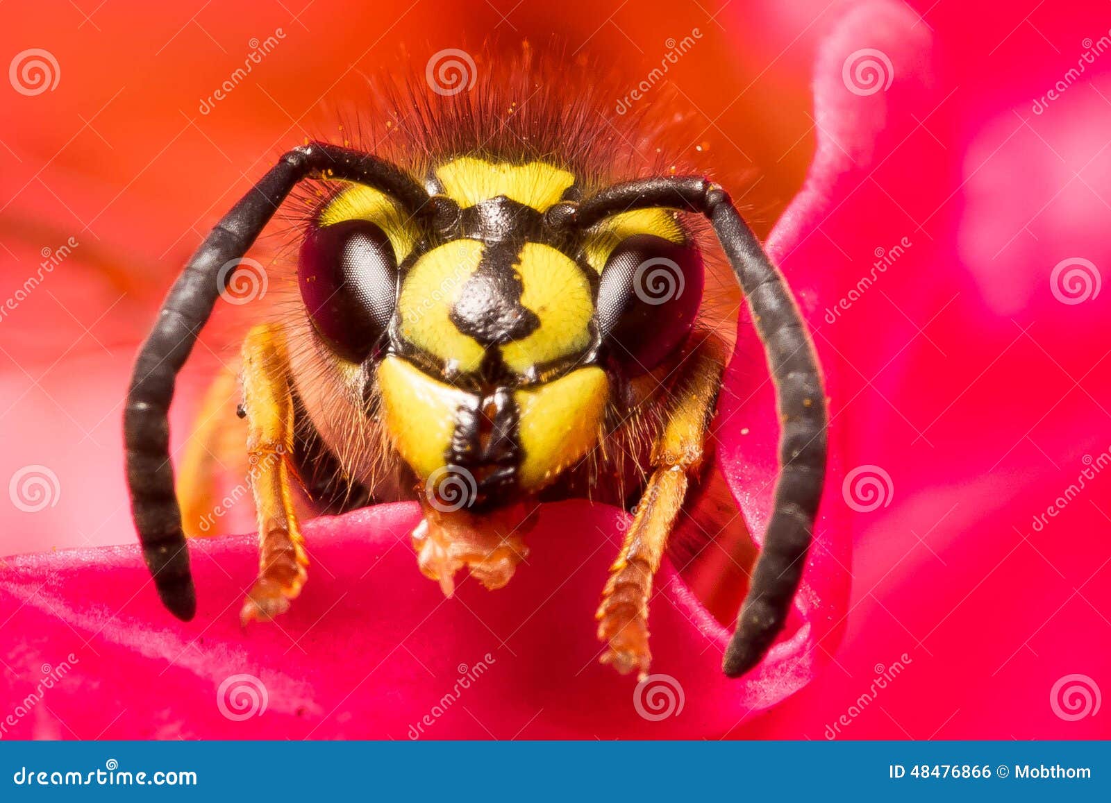 Wesp stock foto. Image of wild, wesp, macro, bloem, insecten - 48476866