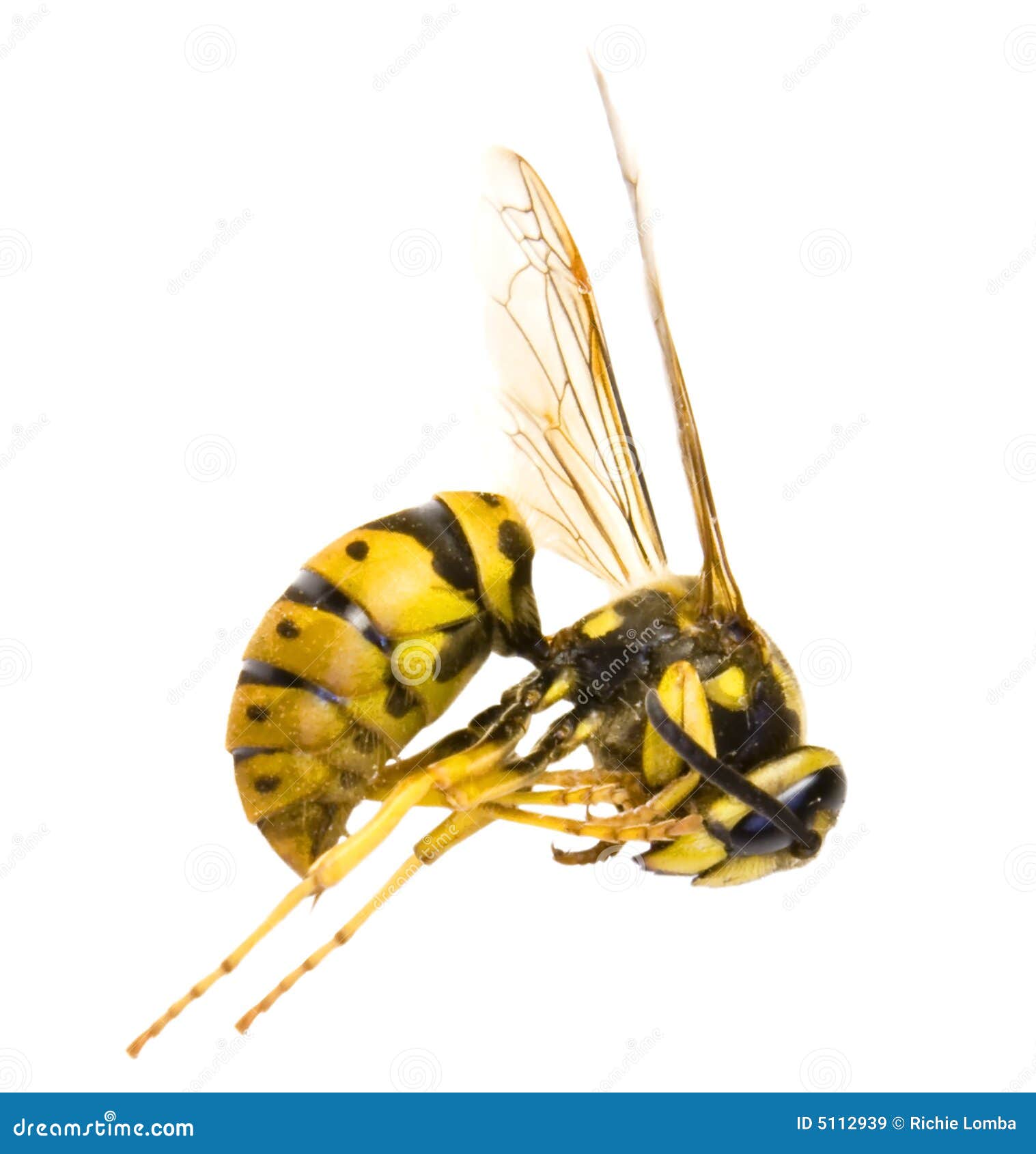 Wesp stock afbeelding. Image of losgemaakt, ongewervelde - 5112939