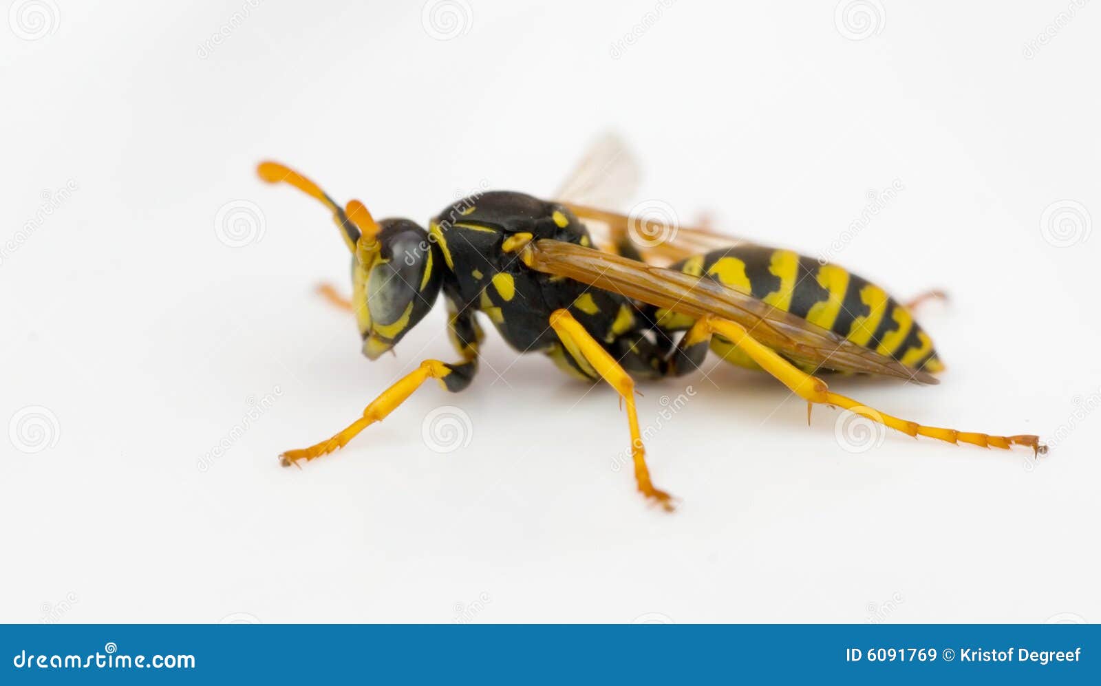Wesp stock afbeelding. Image of band, gestreept, antenne - 6091769