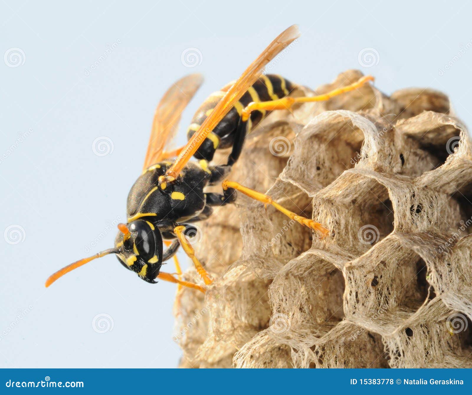 Wesp bij de woning stock foto. Image of document, militairen - 15383778