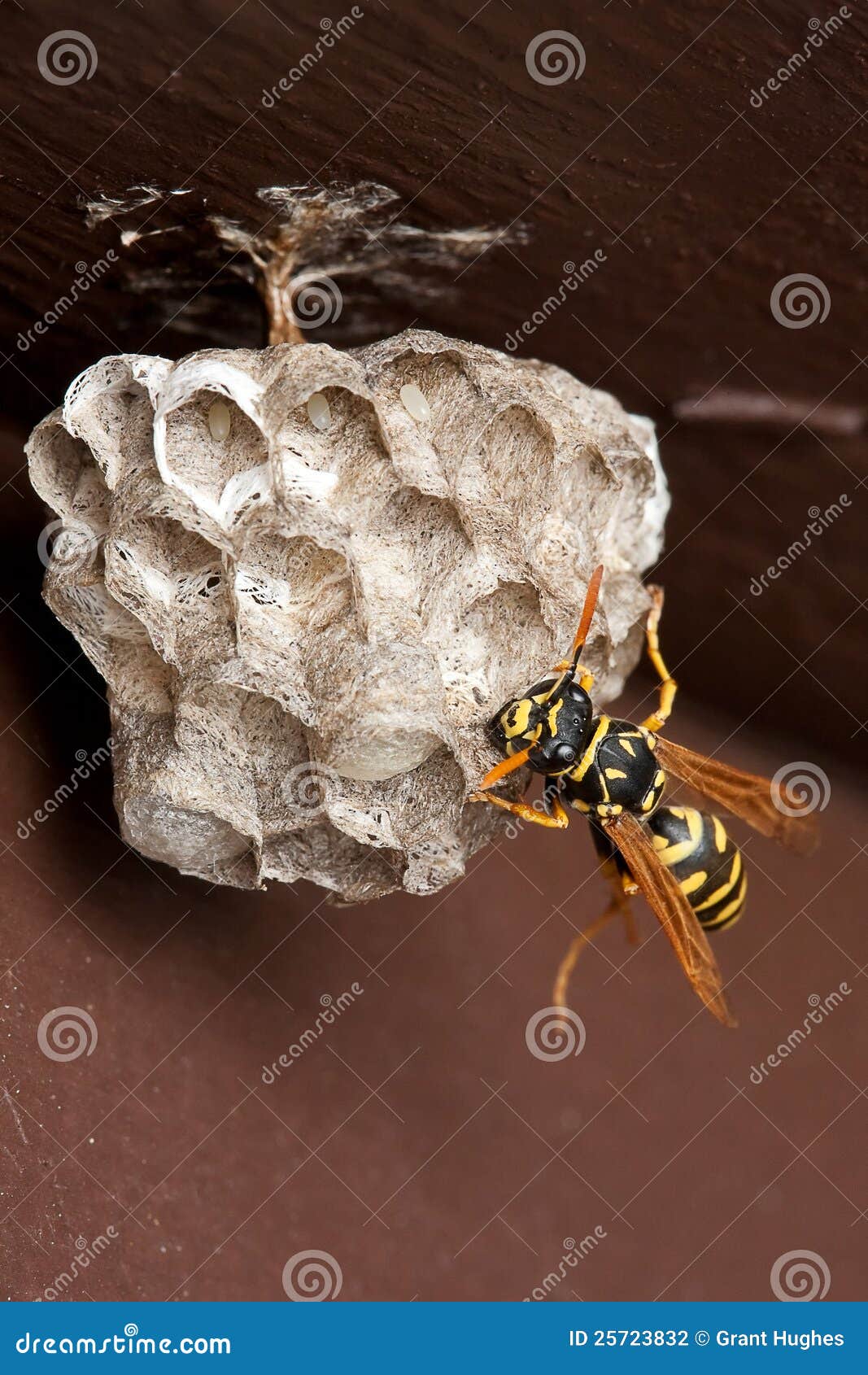 Wesp, Het Nest Van De Wesp En Eieren Stock Foto - Image of beschermer ...