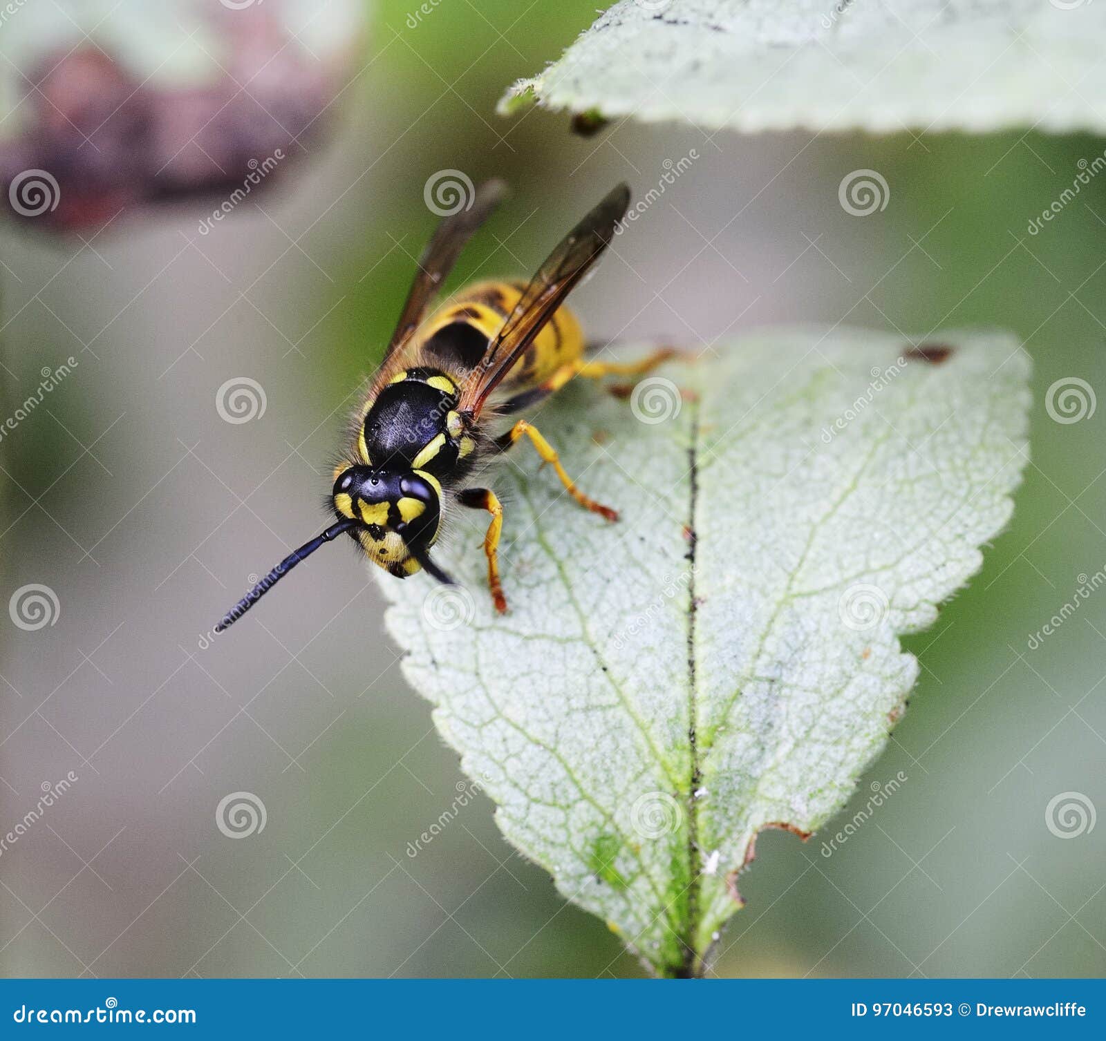 Wesp Het Voeden Op Bladnectar Stock Afbeelding - Image of wesp, geel ...