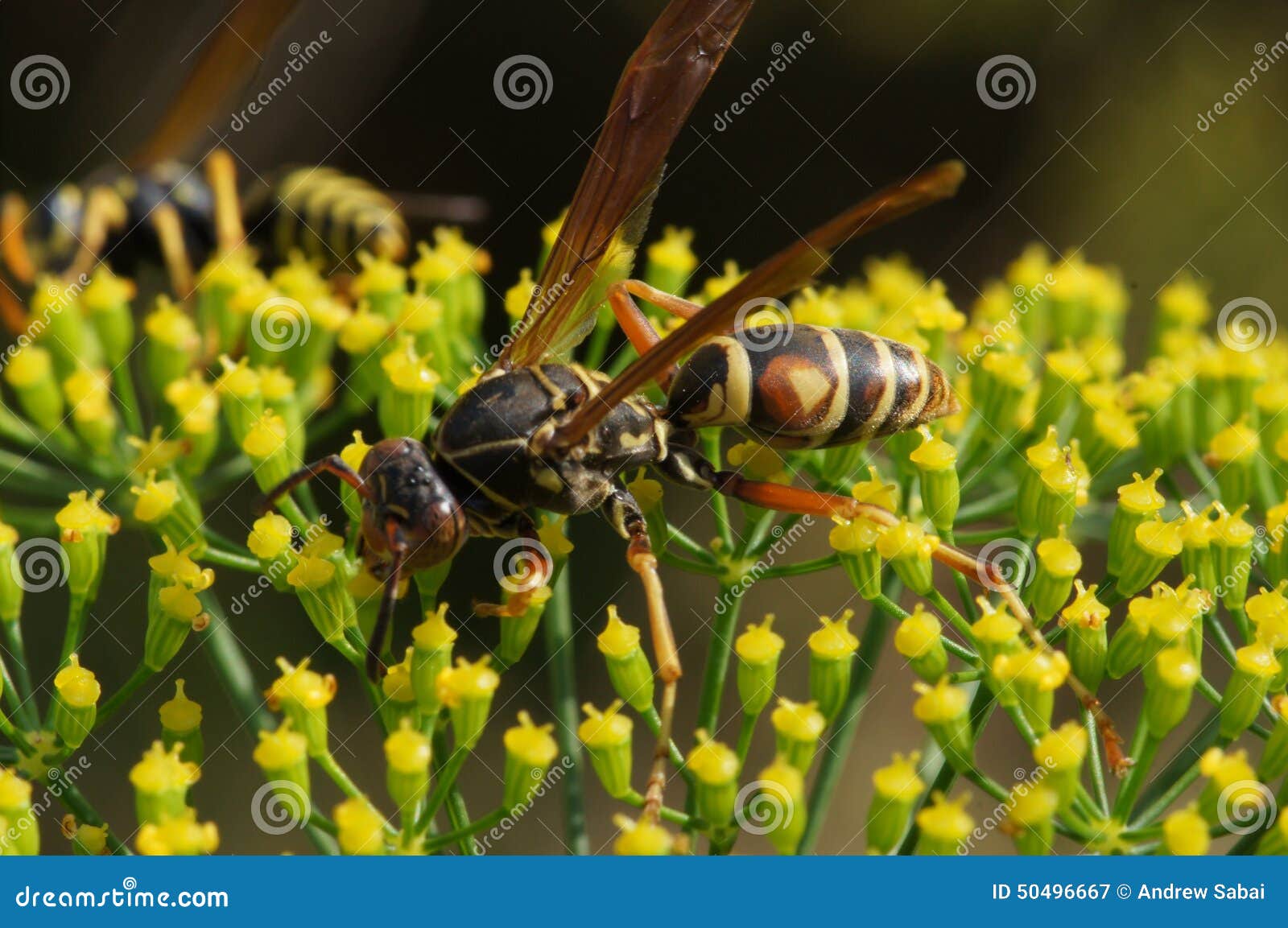 Wesp op Bloem stock afbeelding. Image of dille, insecten - 50496667