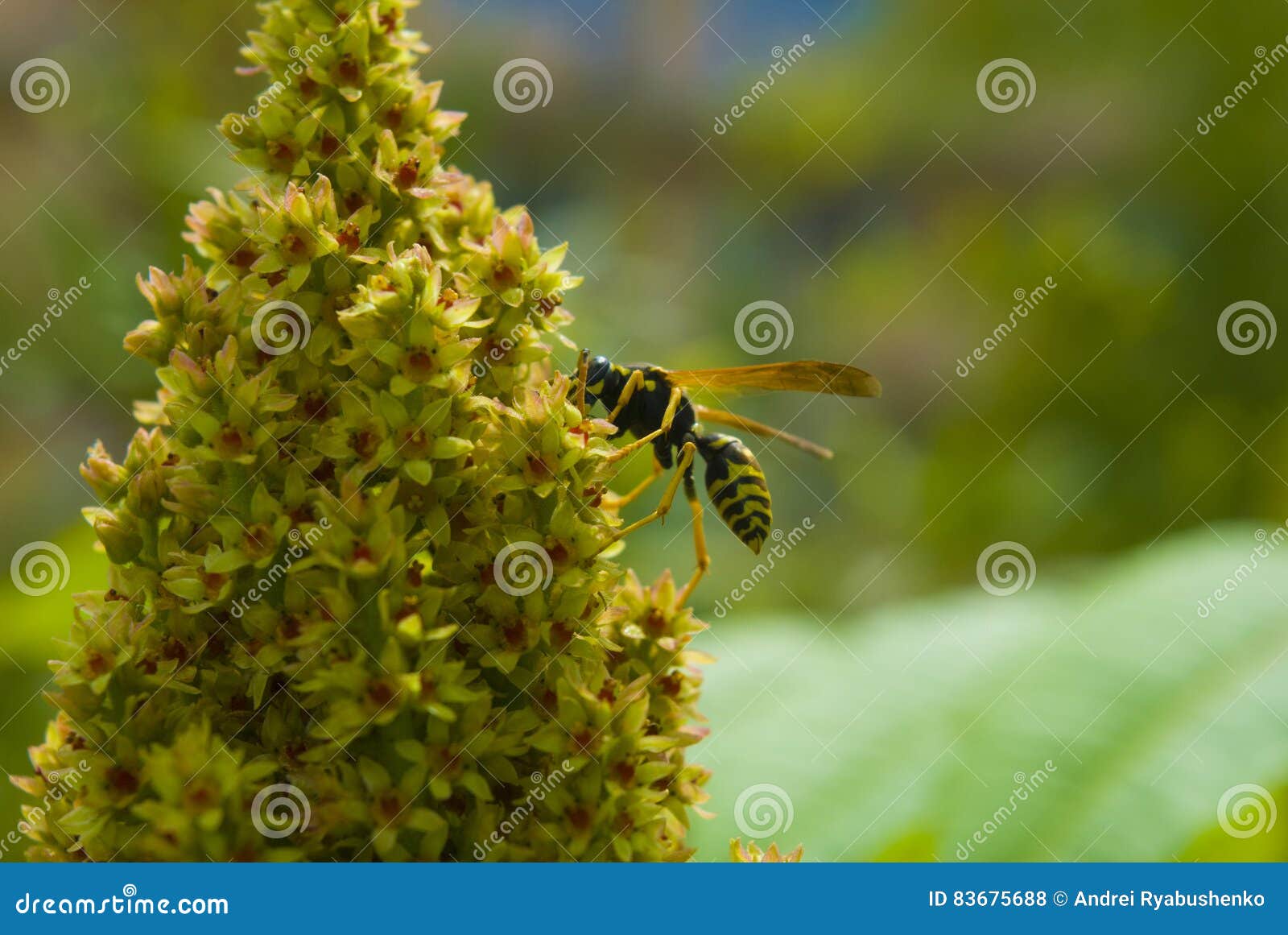 Wesp op Bloemen stock foto. Image of nectar, bloemen - 83675688