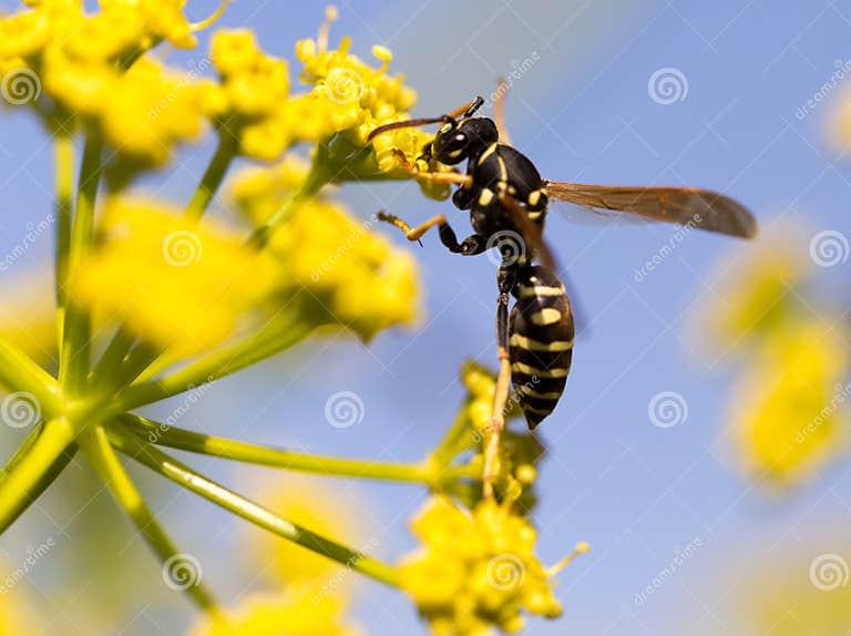 Wesp op gele bloem in aard stock afbeelding. Image of antenne - 93143715