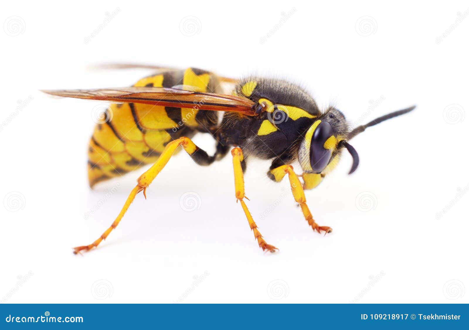 Wesp op wit stock afbeelding. Image of macro, studio - 109218917