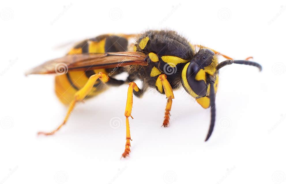 Wesp op wit stock afbeelding. Image of wesp, geel, zwart - 110968967