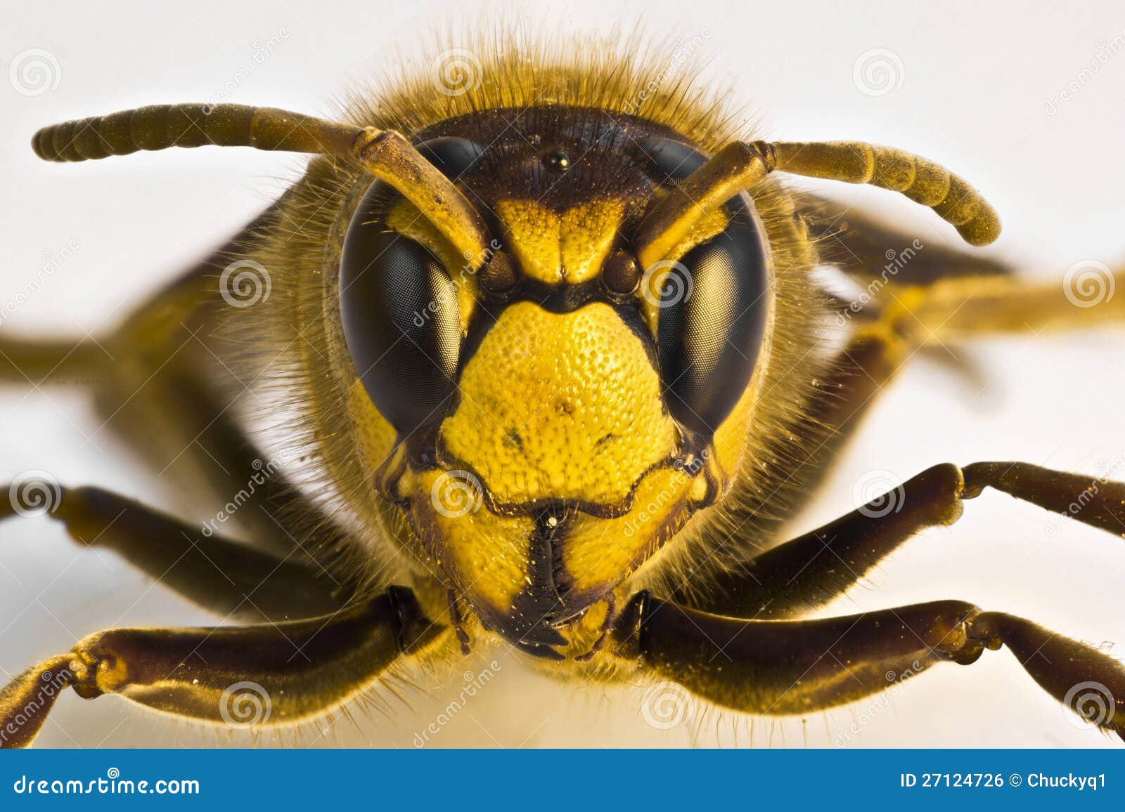 Wesp op witte achtergrond stock foto. Image of macro - 27124726