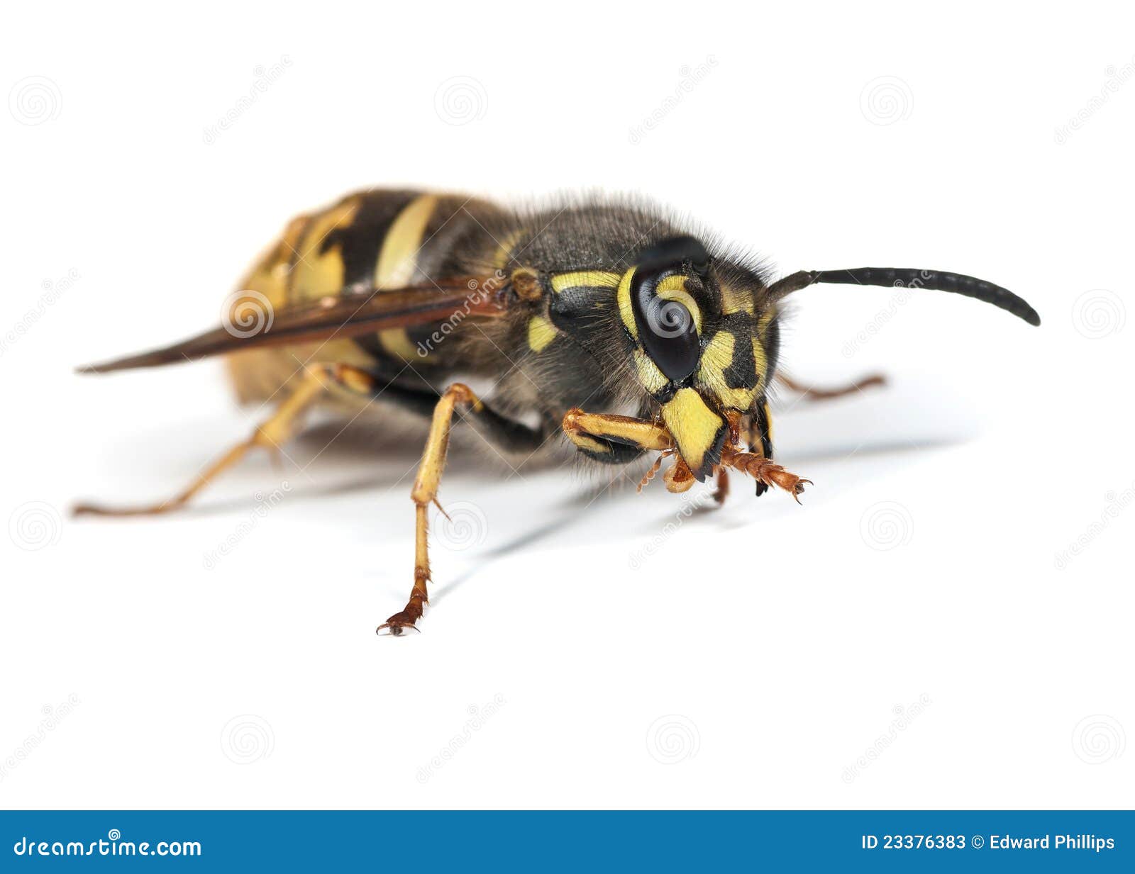 Wesp - Vulgaris Koningin Vespula Stock Afbeelding - Image of grooming ...