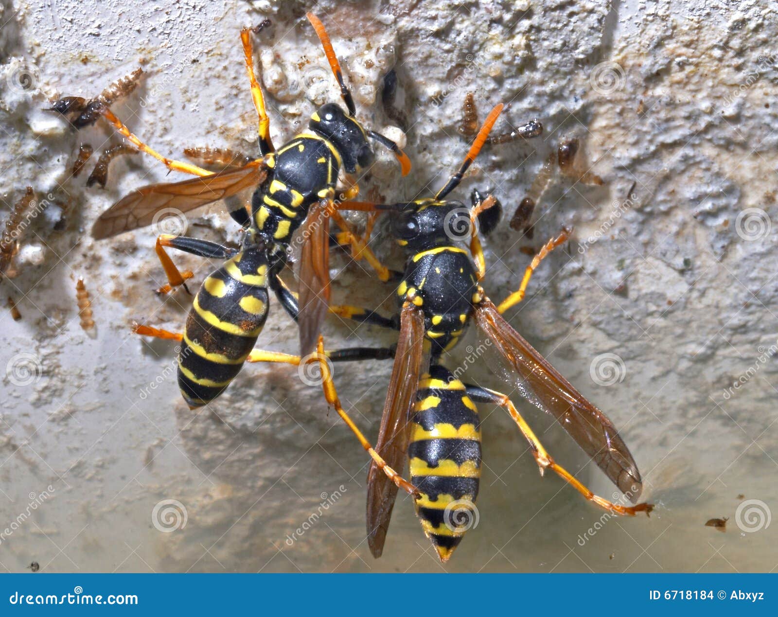 Wespen stock foto. Image of twee, stroken, nave, groen - 6718184