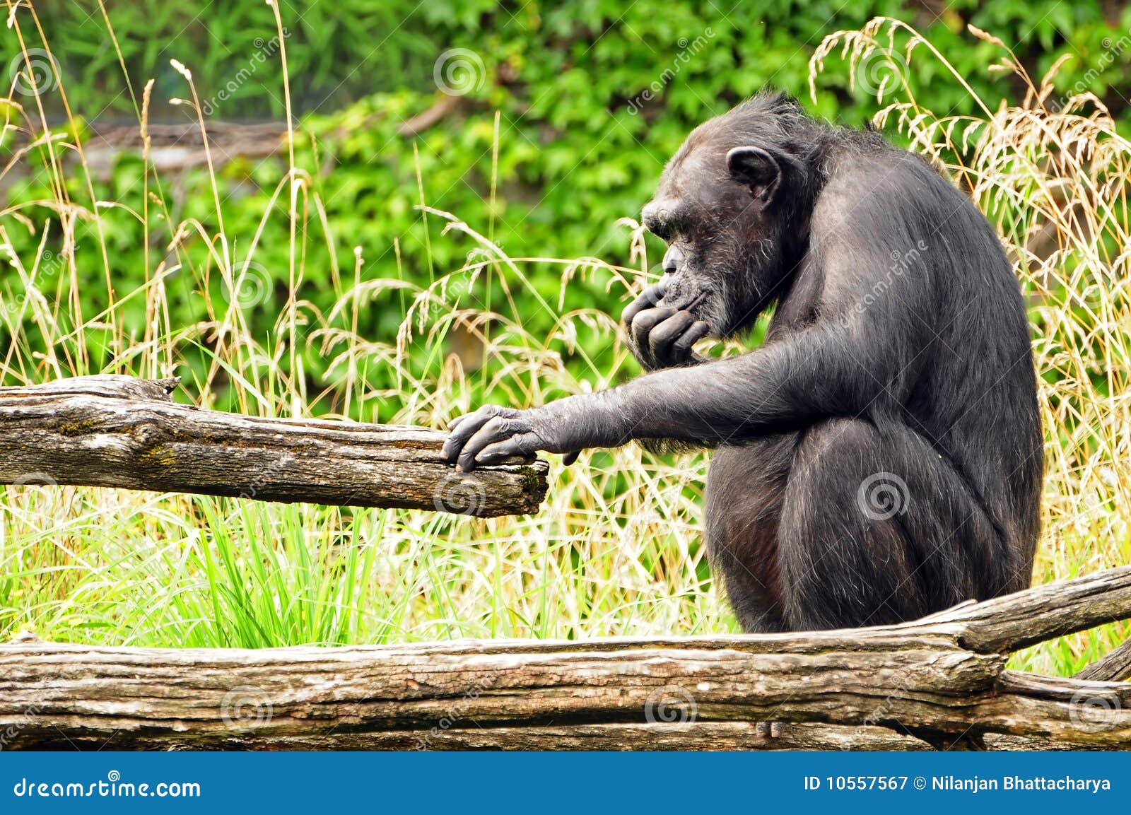 West African Chimpanzee stock image. Image of animal - 10557567