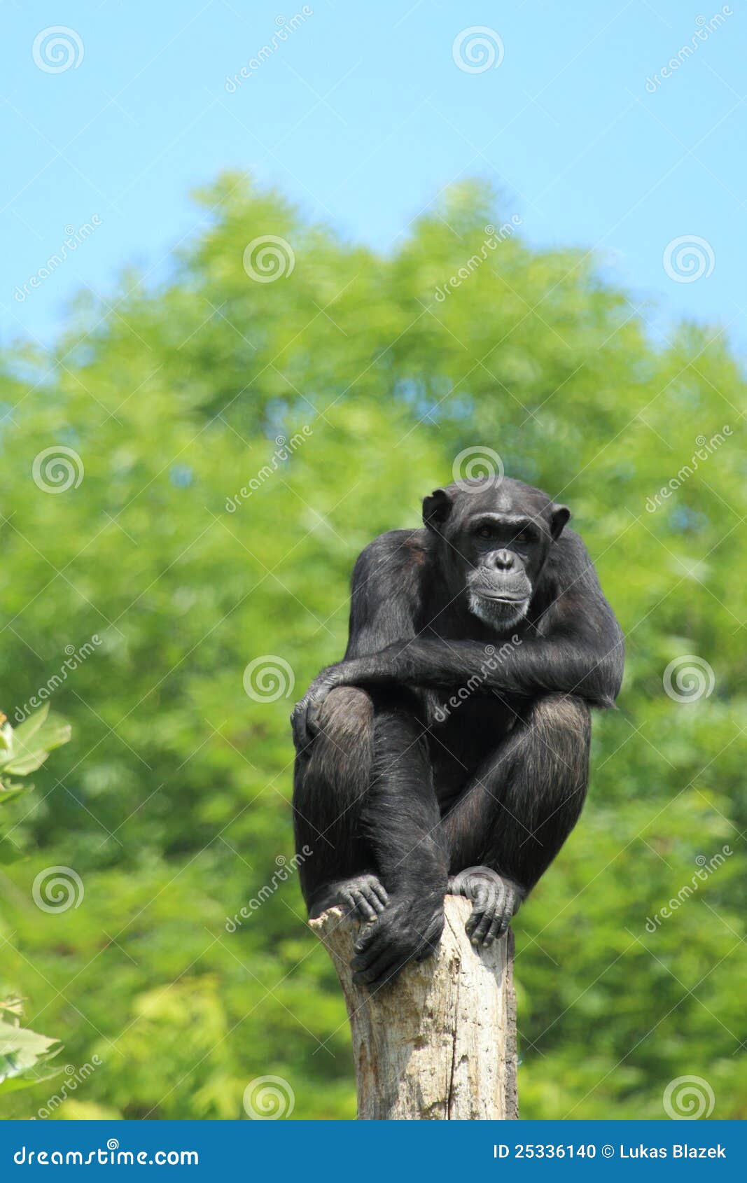 West african chimpanzee stock photo. Image of sitting - 25336140