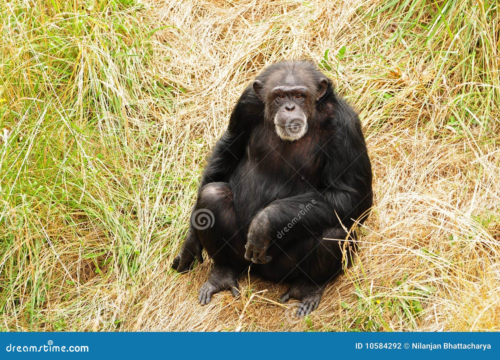 West African Chimpanzee Portrait Stock Photo - Image of wildlife ...